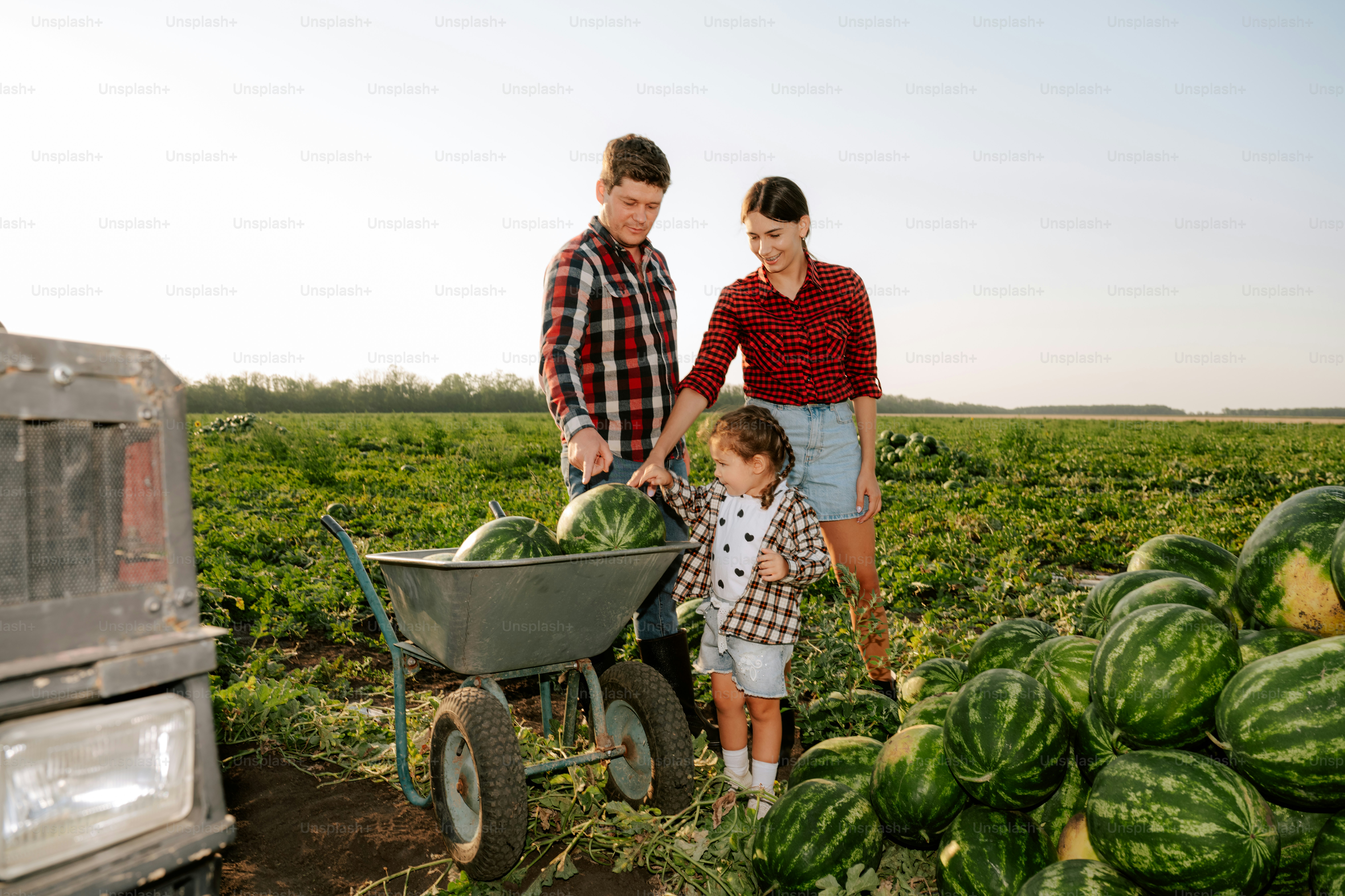 Familia cosechando sandías en un campo. foto – Imagen de Víveres en ...