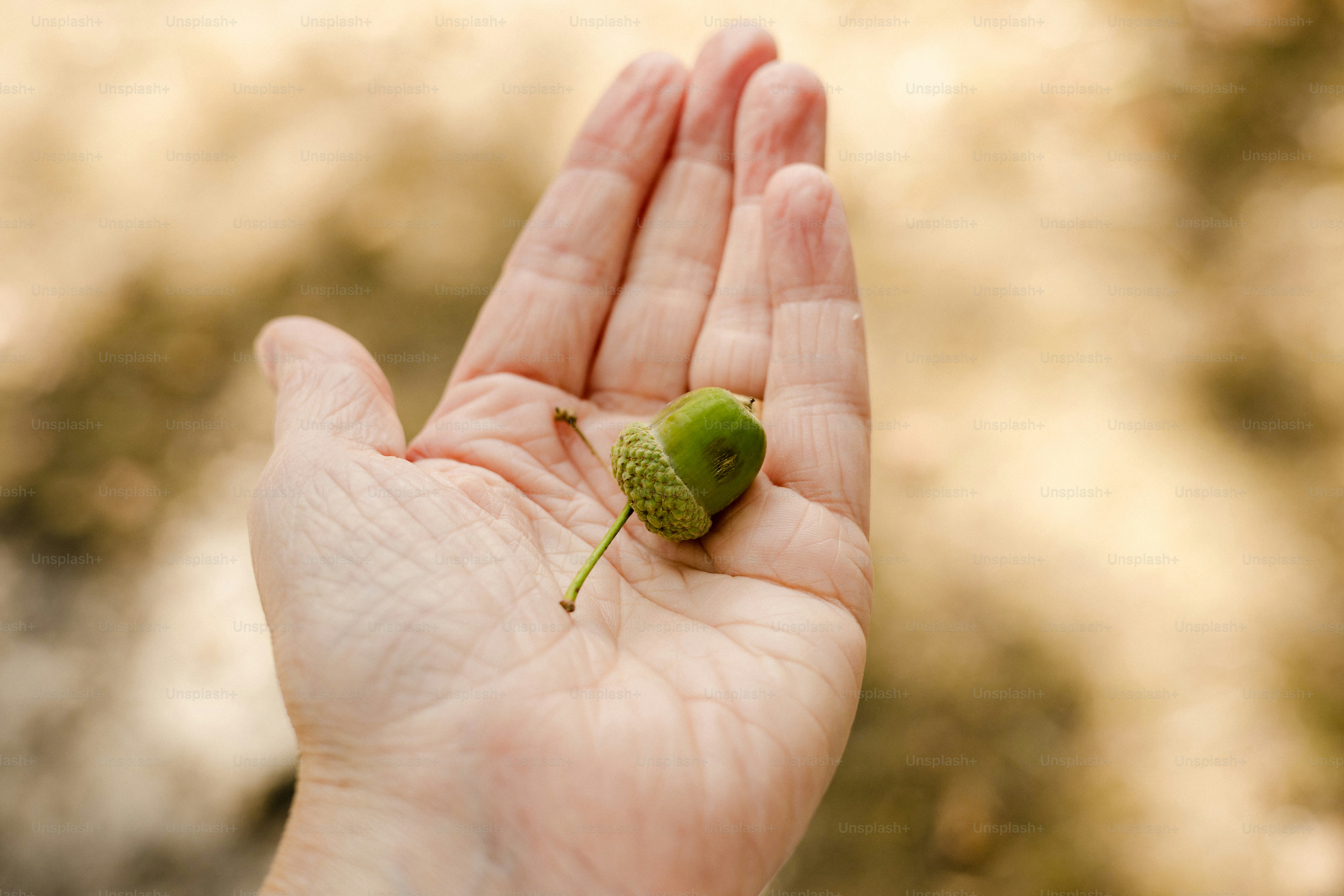 A single green acorn rests in an open palm. photo – Autumn Image on ...