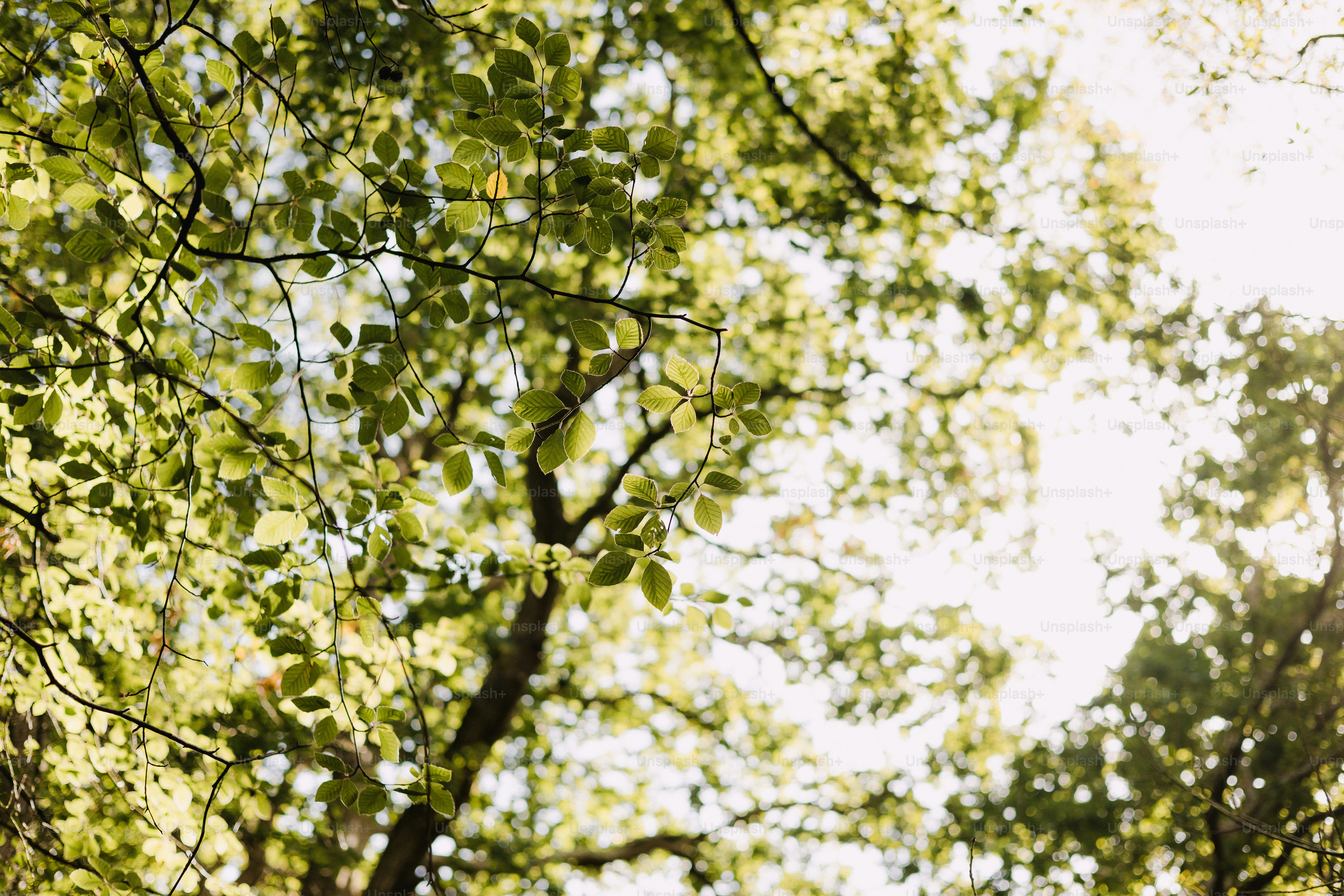 Sunlight filtering through green tree leaves photo – Forest Image on ...