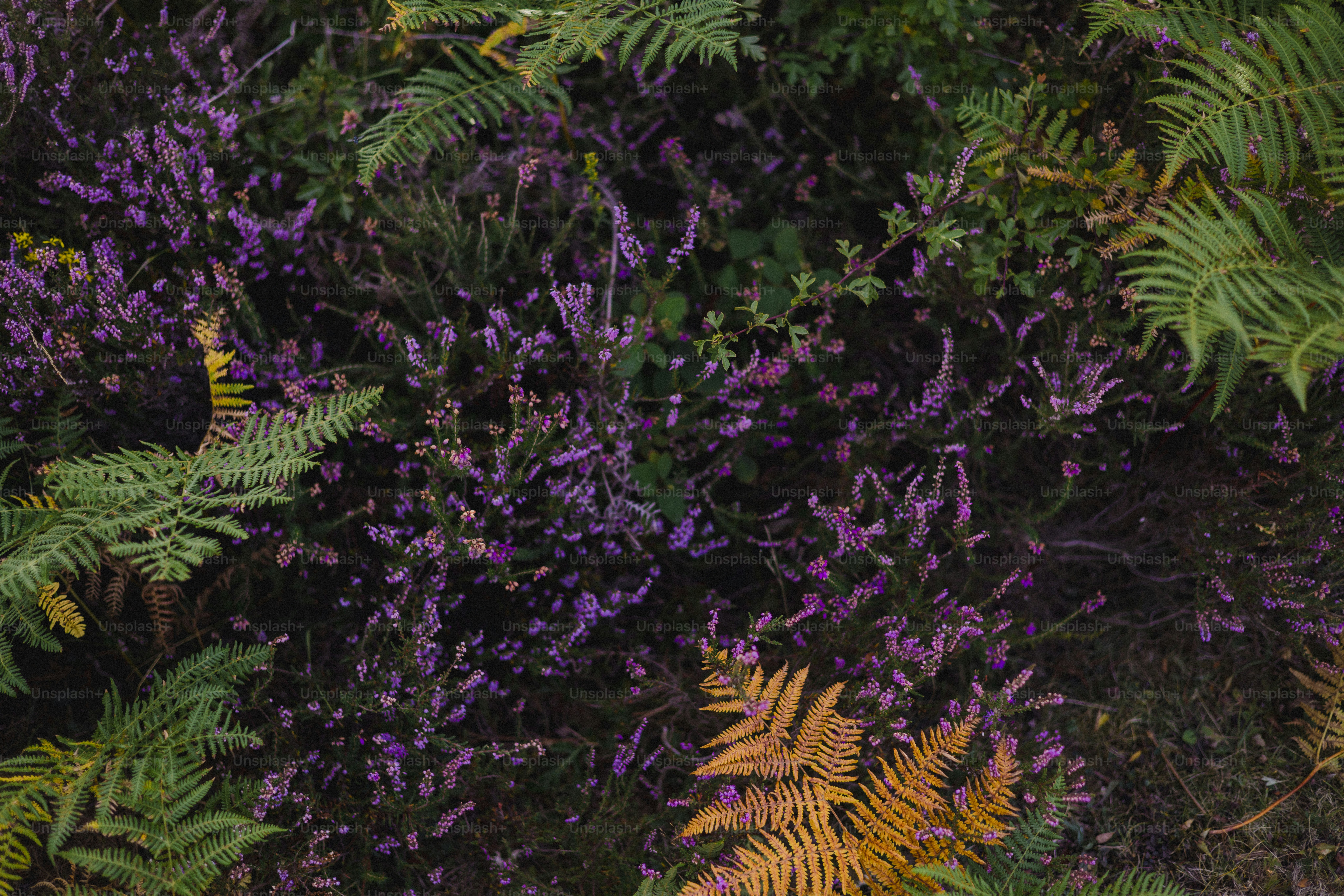 Purple heather and green ferns in a forest photo – Image on Unsplash