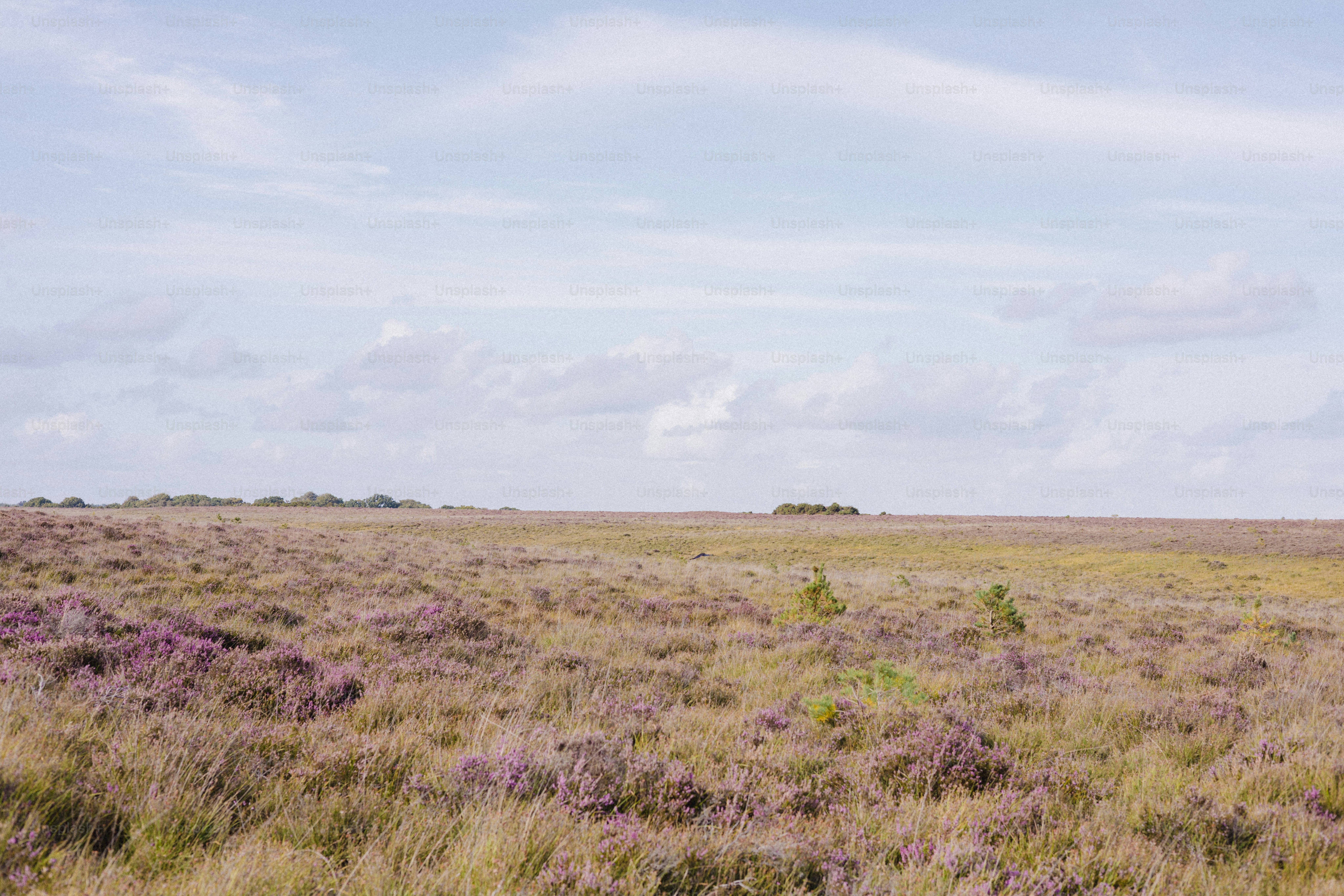 Vast moorland landscape with purple heather and distant trees photo ...