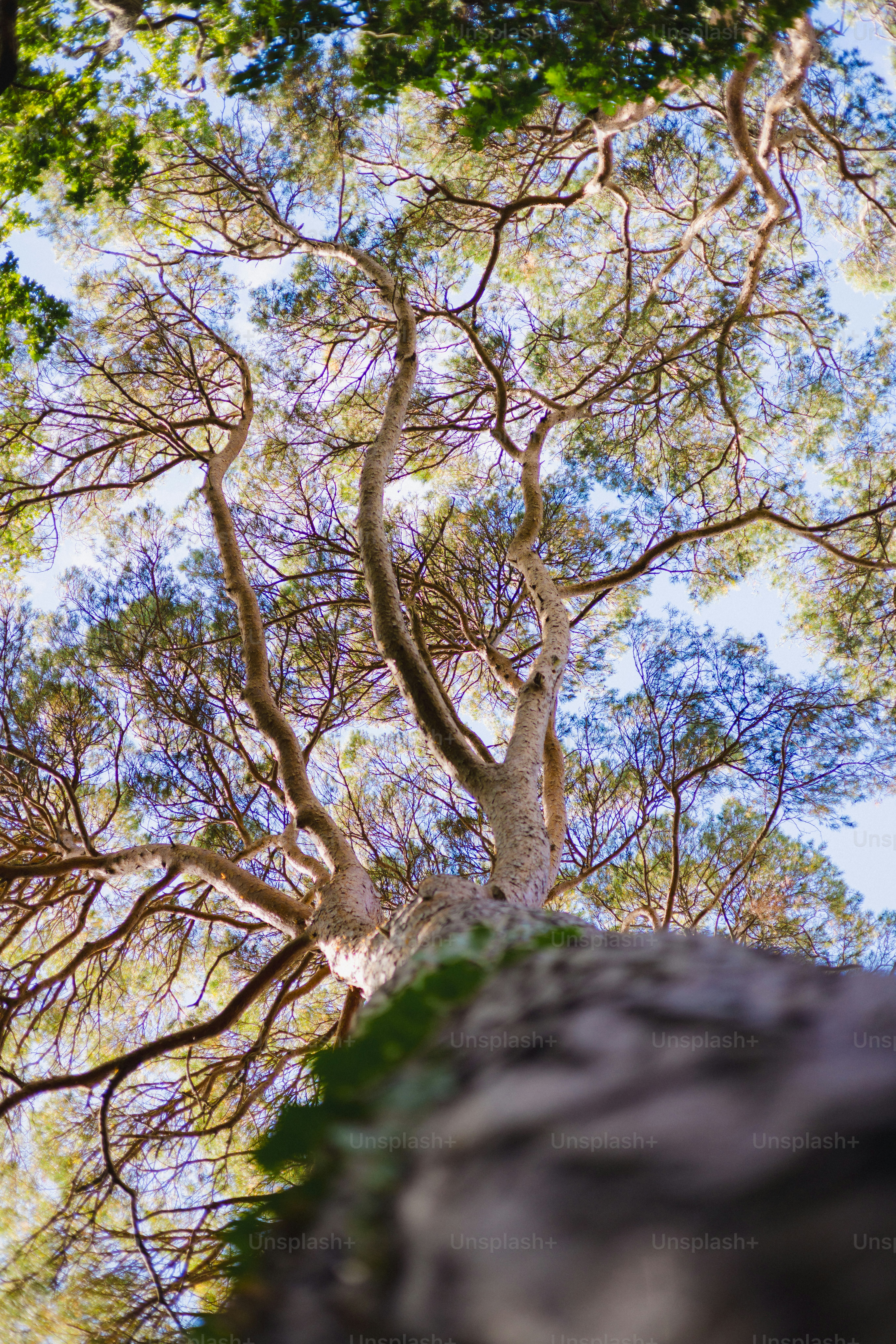 Mirando hacia un gran árbol con ramas extendidas. foto – Imagen de ...