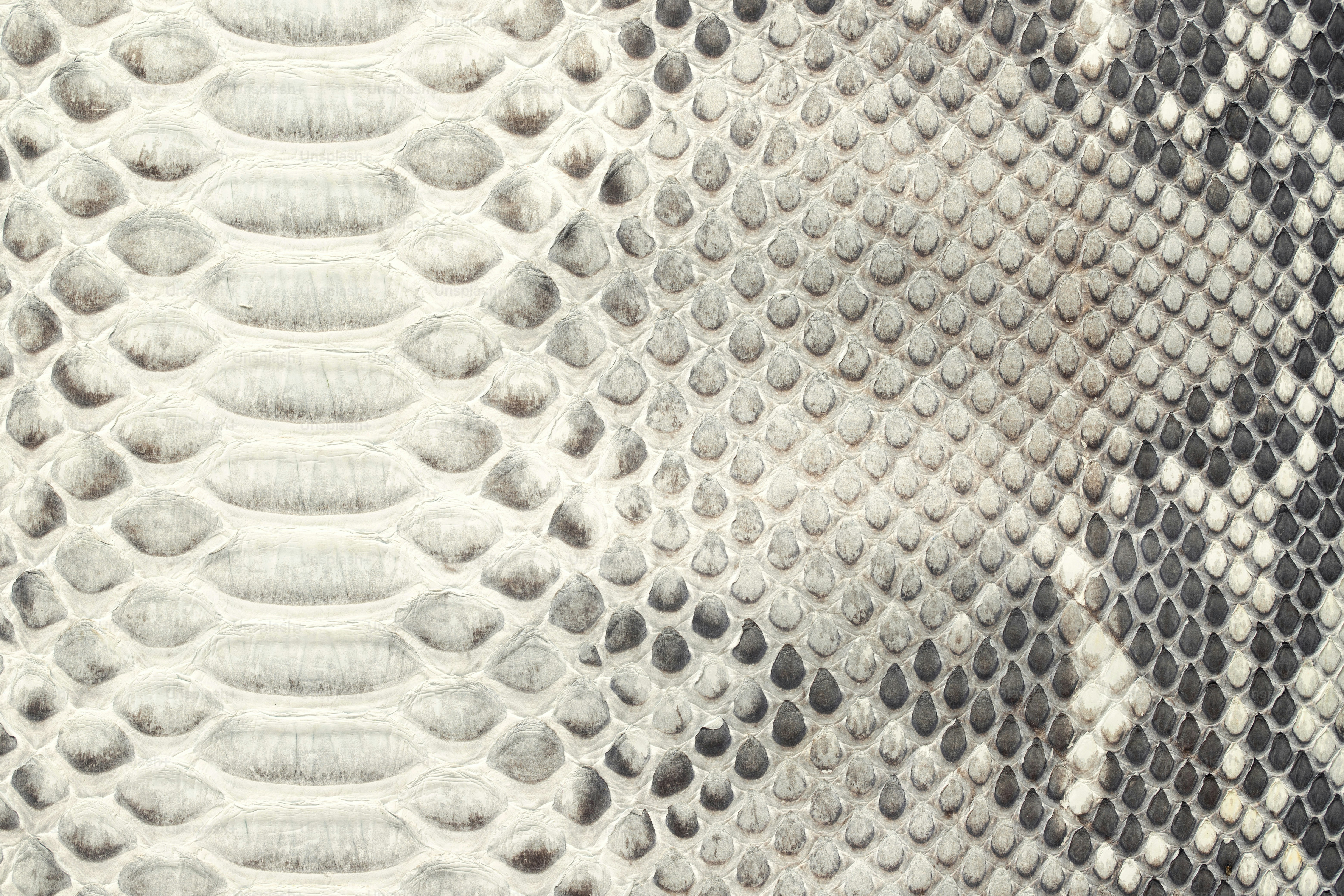 Natural snake skin as a background, black and white python texture ...