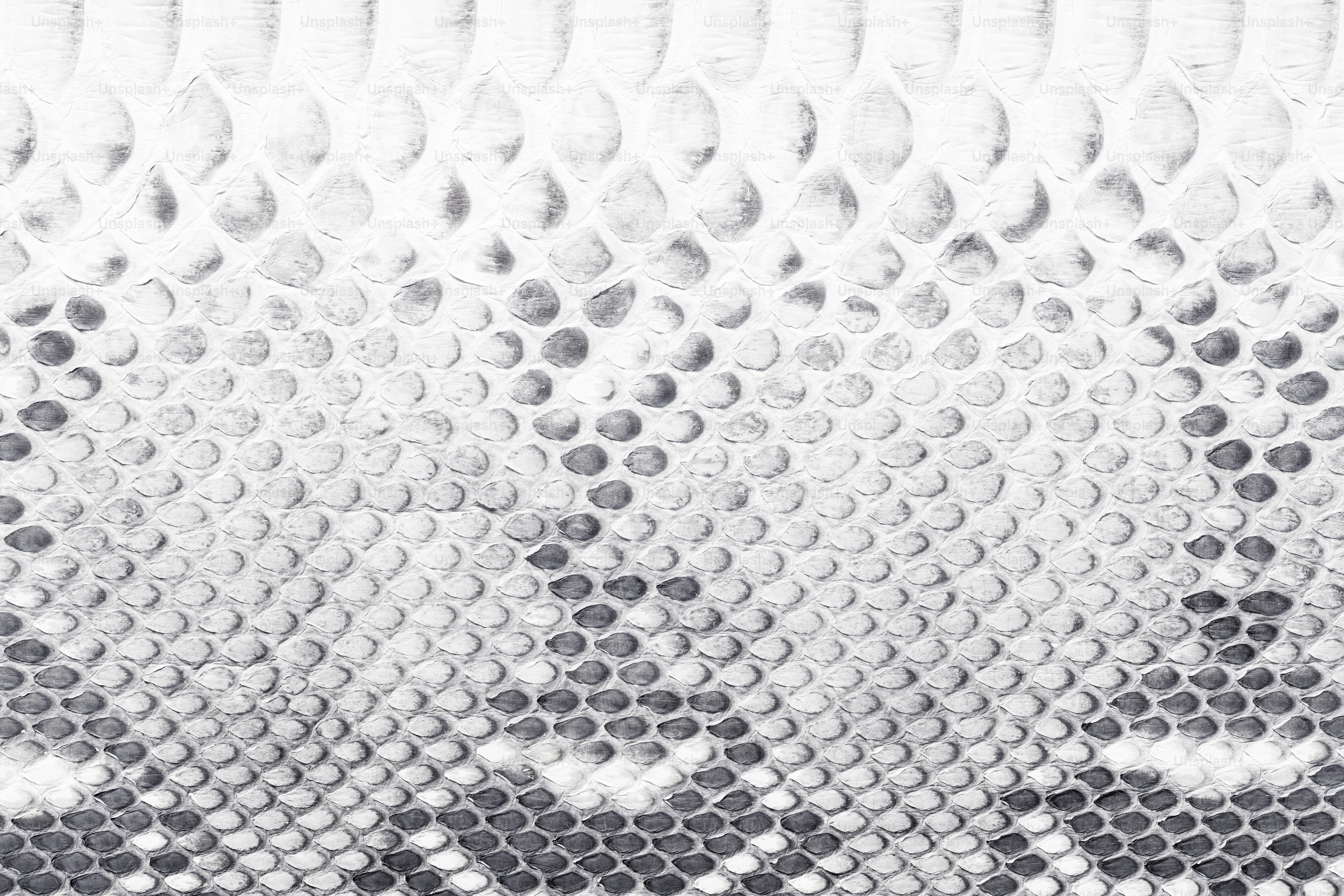 Natural snake skin as a background, black and white python texture ...