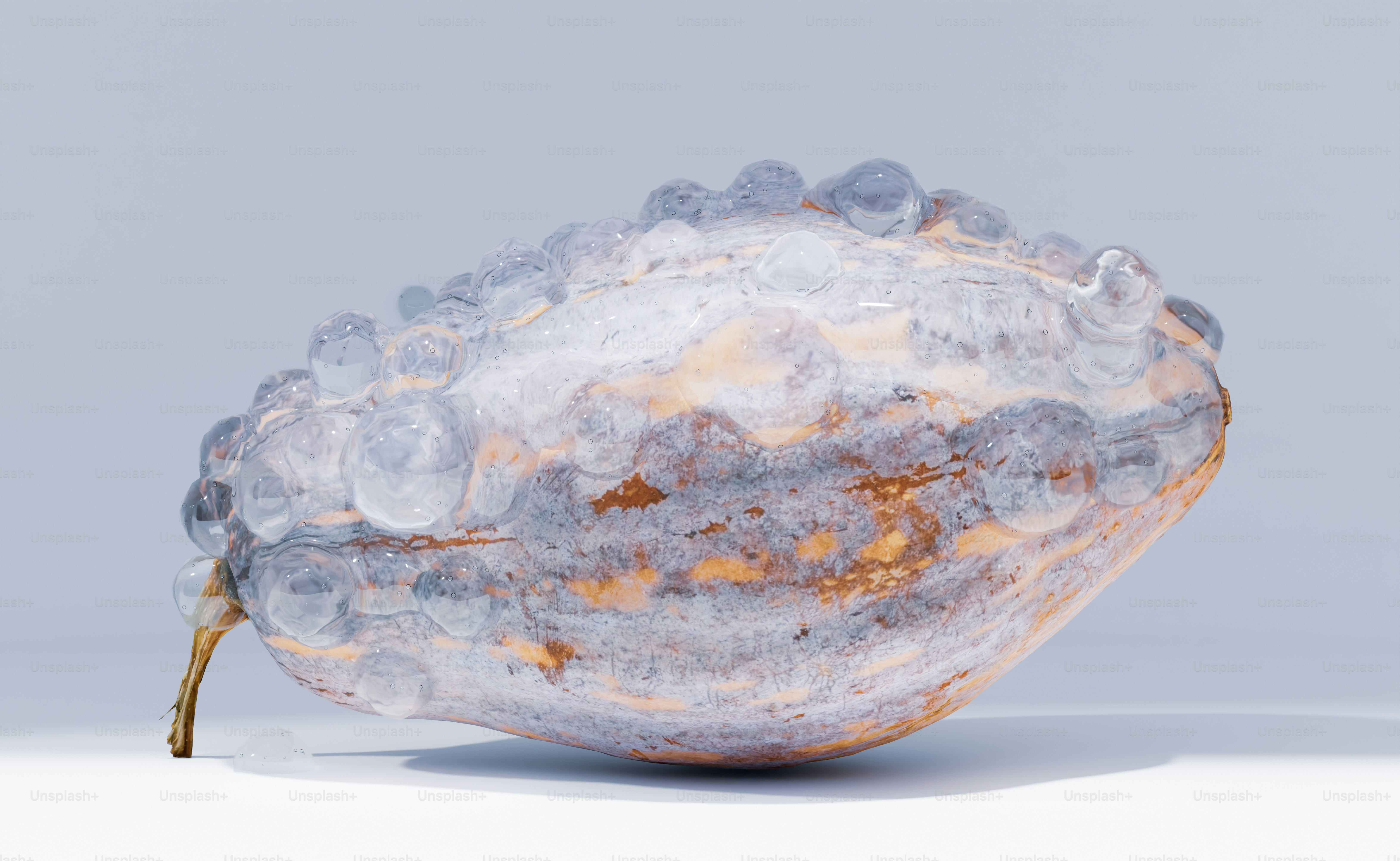 A cocoa pod covered in white mold against a light background. photo ...