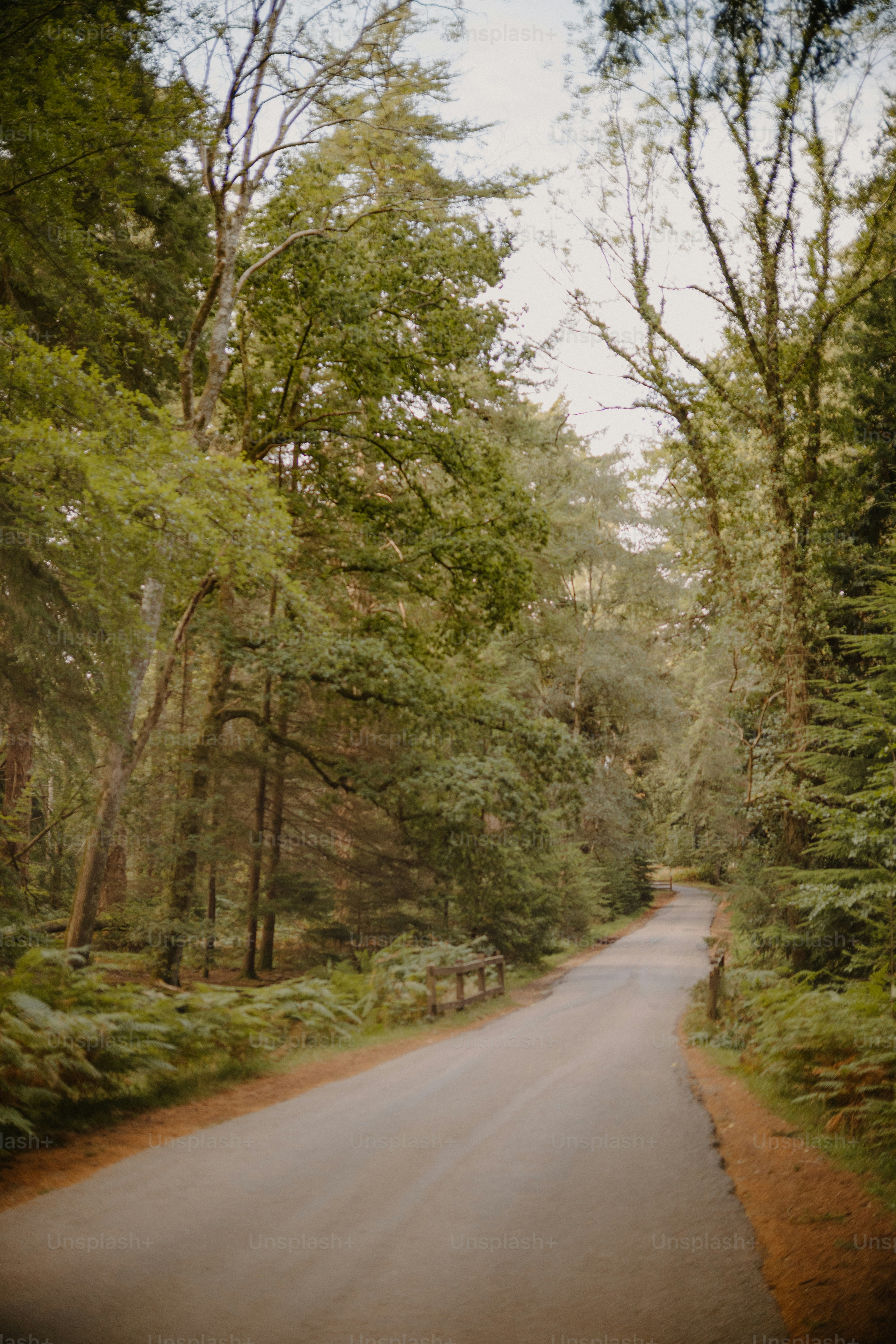 Une route sinueuse à travers une forêt dense et verdoyante. photo ...