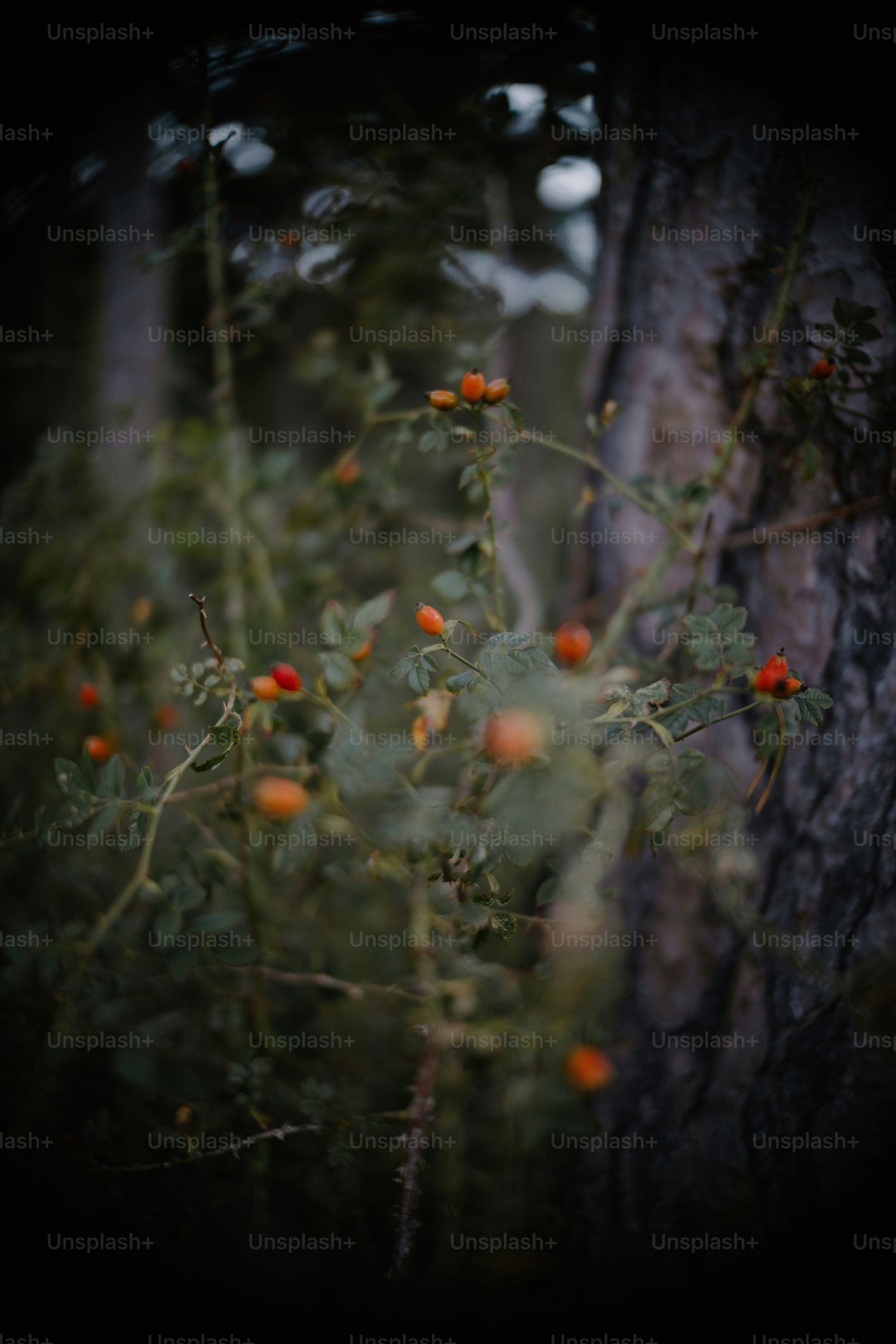 Wild rose hips growing on a branch near a tree. photo – Autumn Image on ...