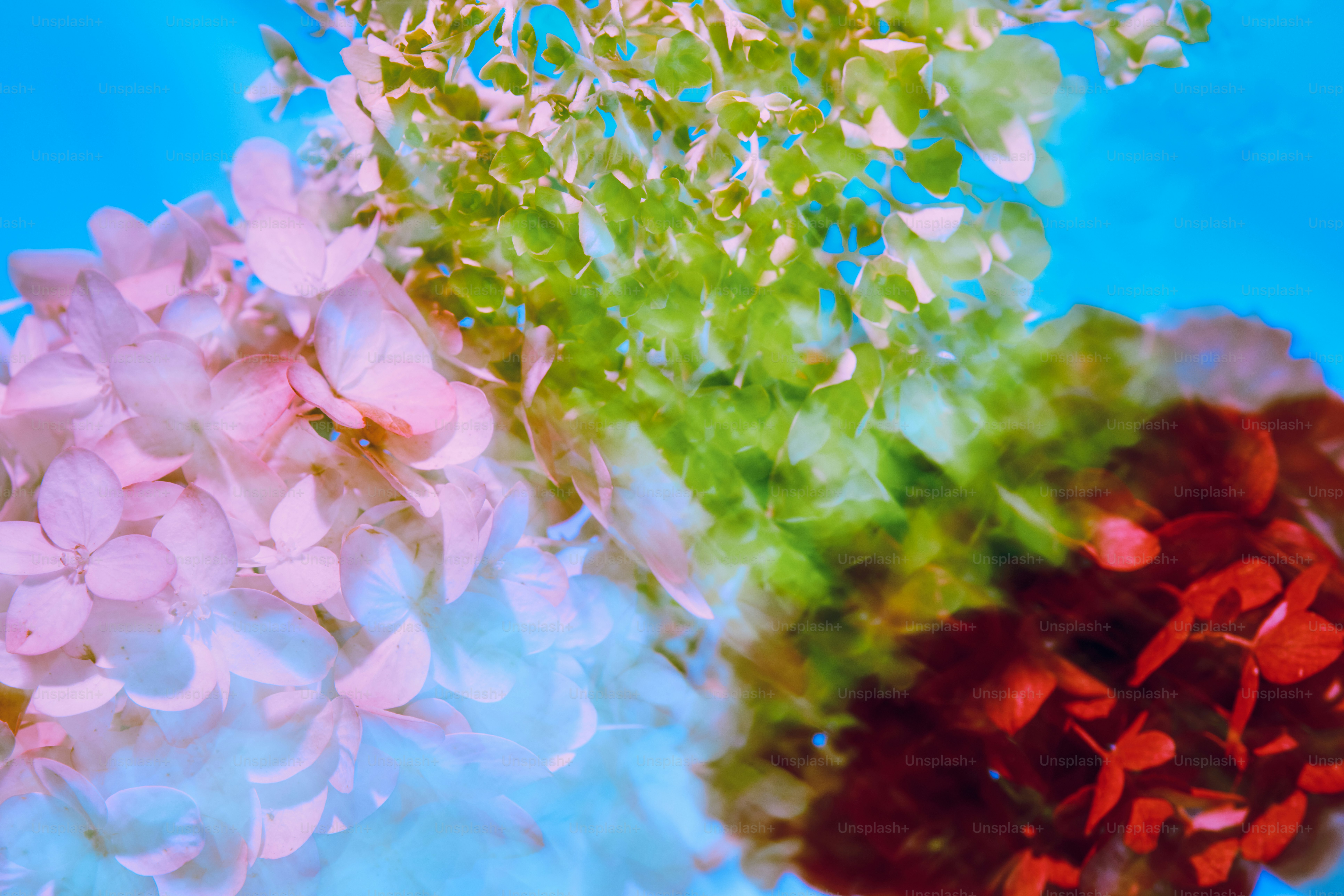 Colorful hydrangea flowers floating in blue water photo – Abstract ...