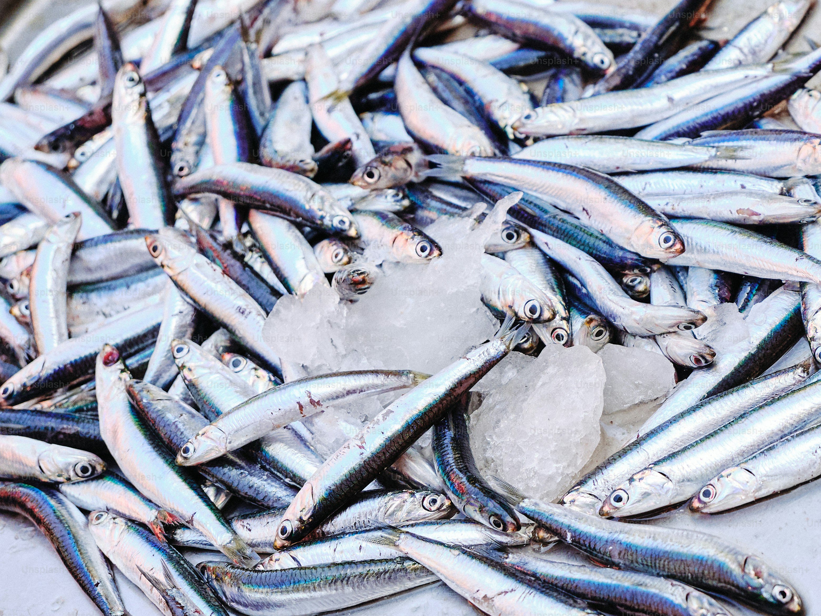 A large pile of fresh anchovy fish on ice. photo – Fish Image on Unsplash