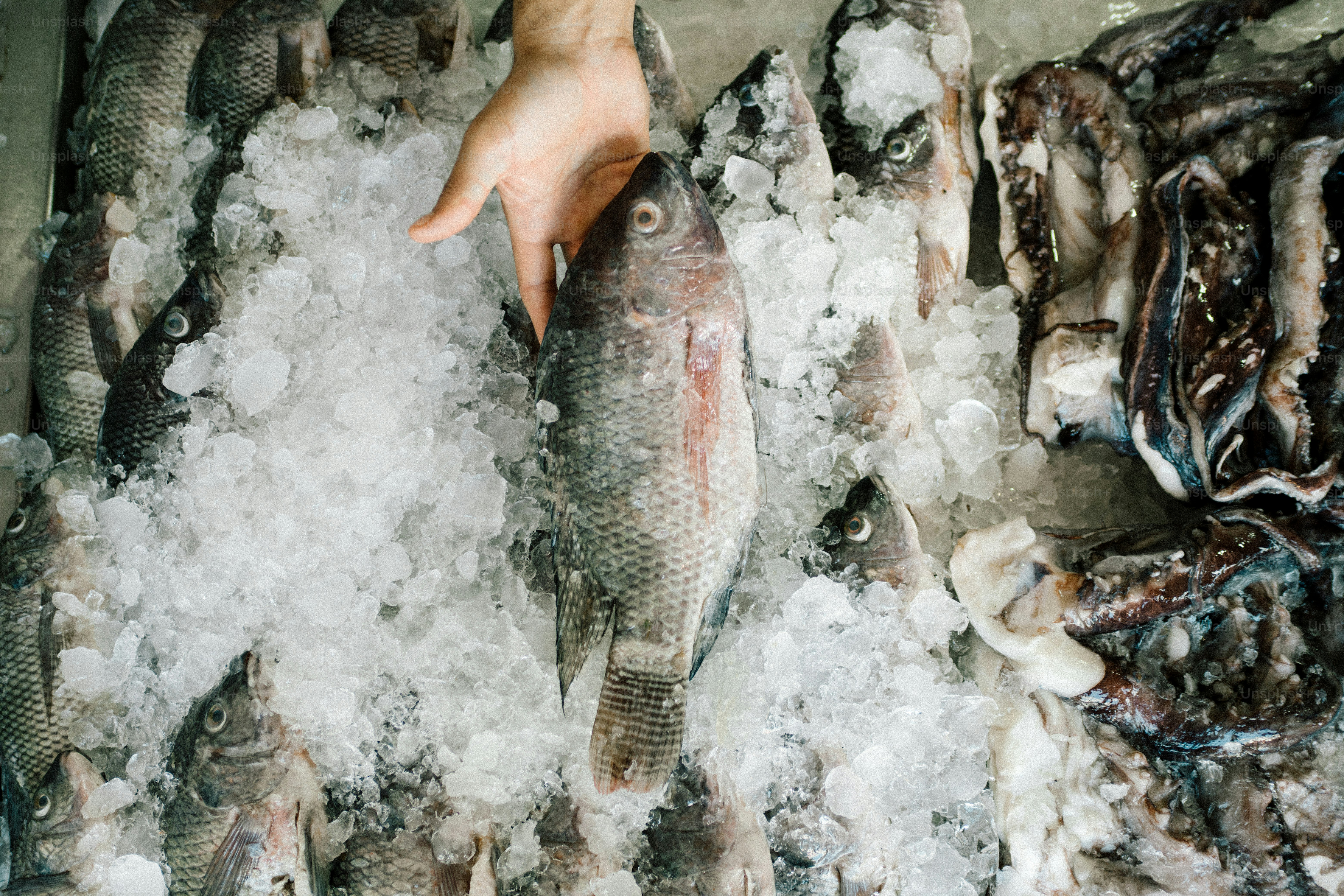 Fresh seafood on ice, including fish and octopus. photo – Seafood Image ...