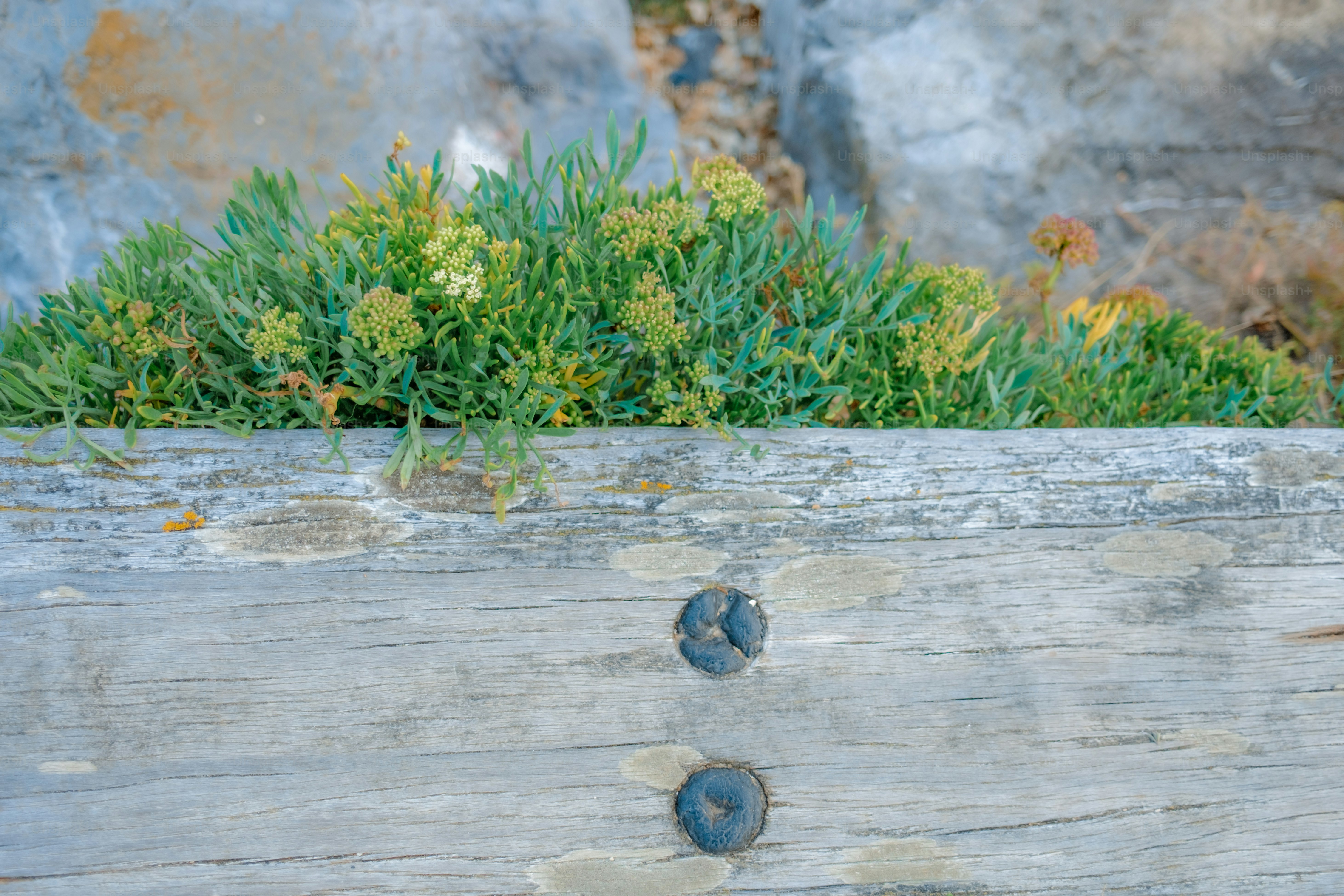 Green plants growing on a weathered wooden surface. photo – Coastal ...