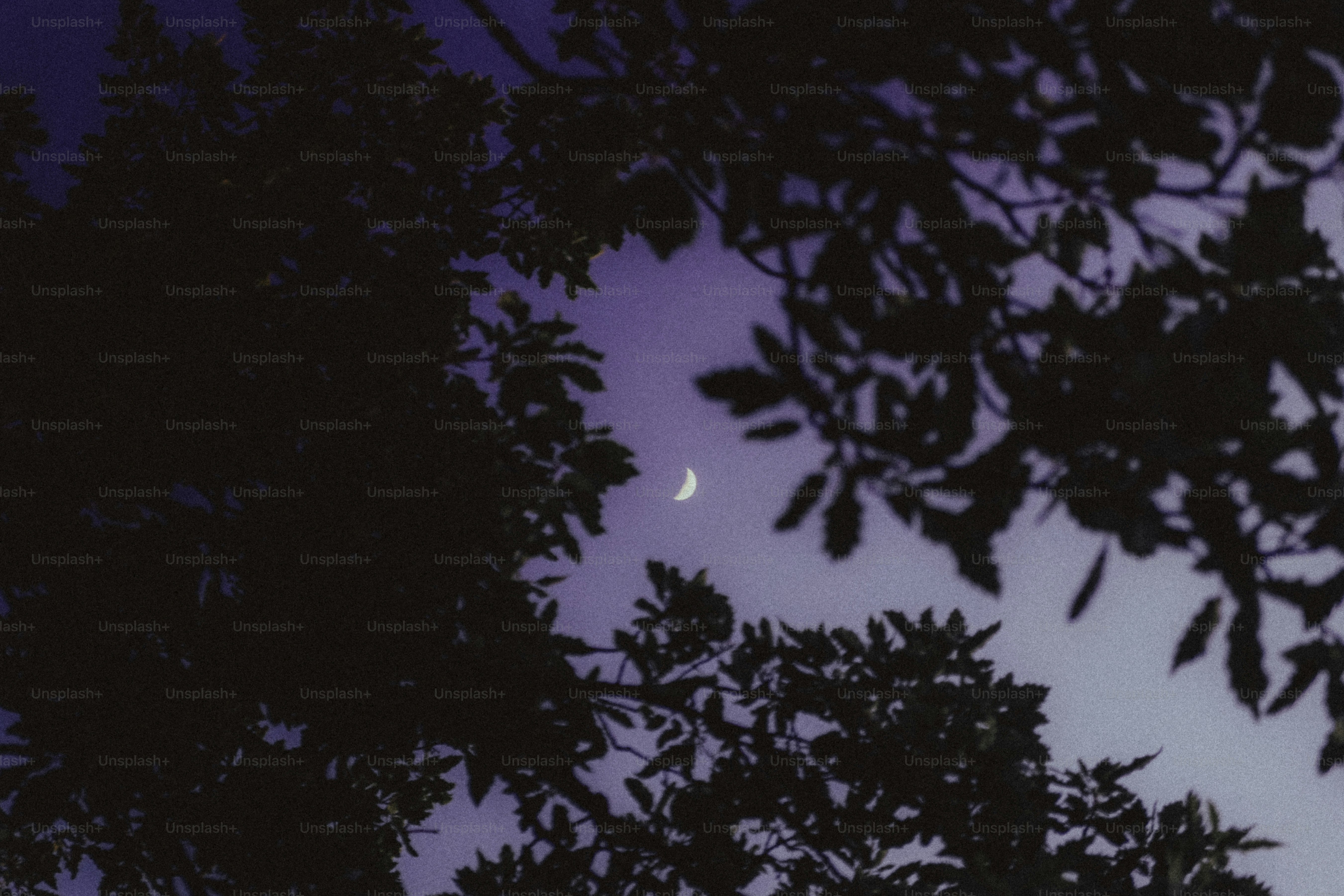 Crescent moon visible through silhouetted tree branches at dusk. photo ...