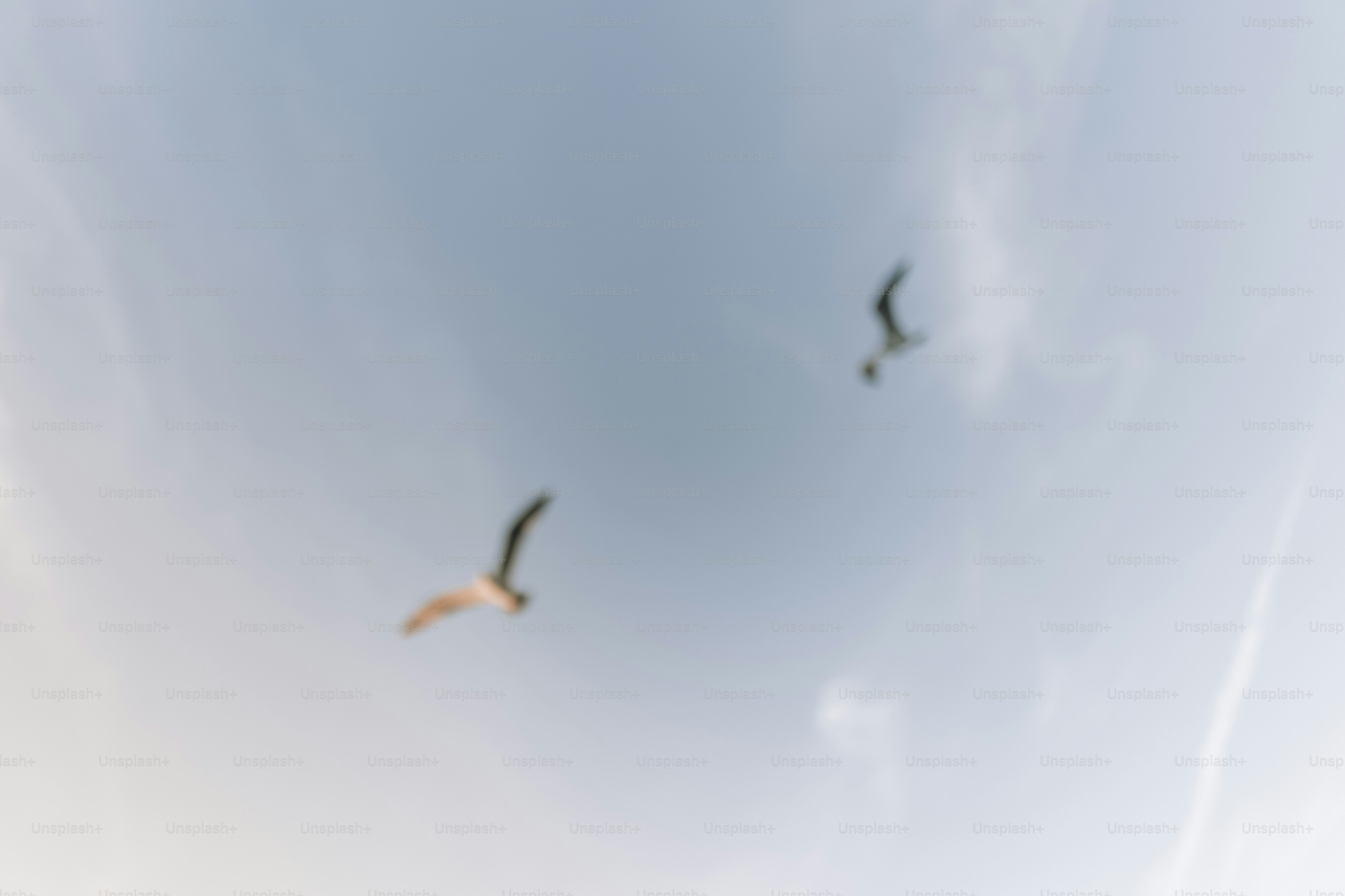 Dos gaviotas volando en un cielo azul claro foto – Imagen de Abstracto ...