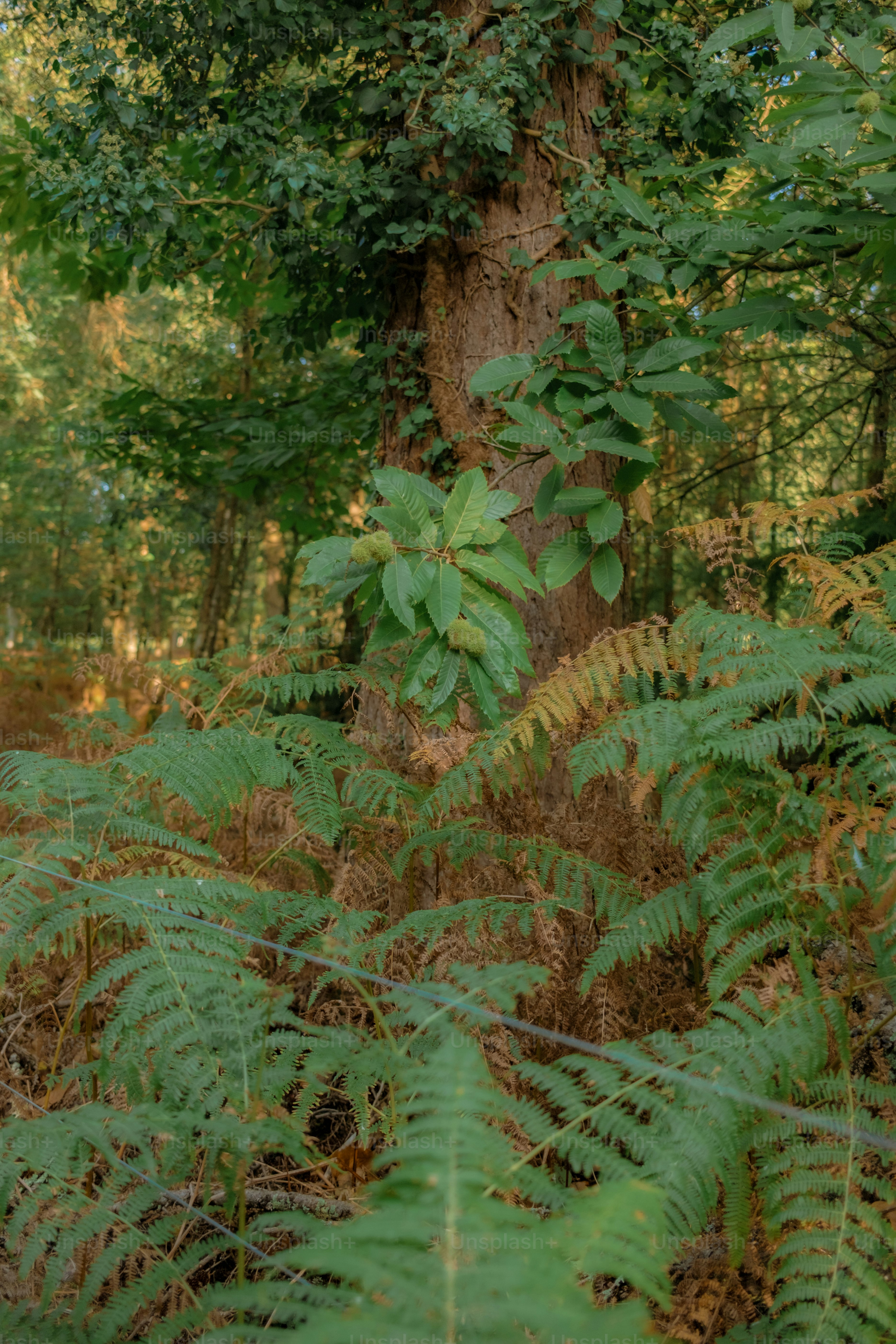 Green ferns and trees in a sunlit forest photo – Forest Image on Unsplash