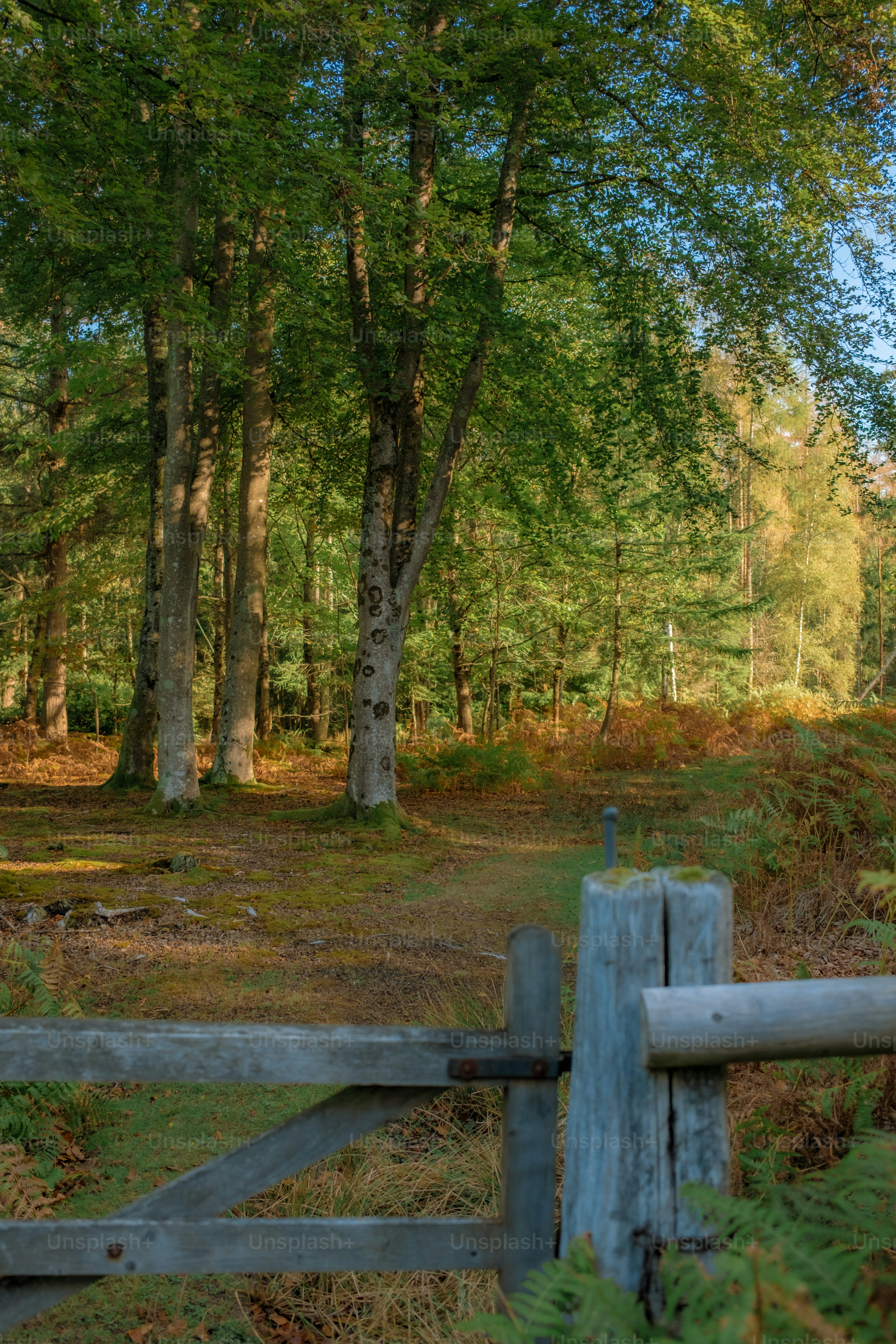 Wooden gate opens to a sunlit forest path. photo – Forest Image on Unsplash