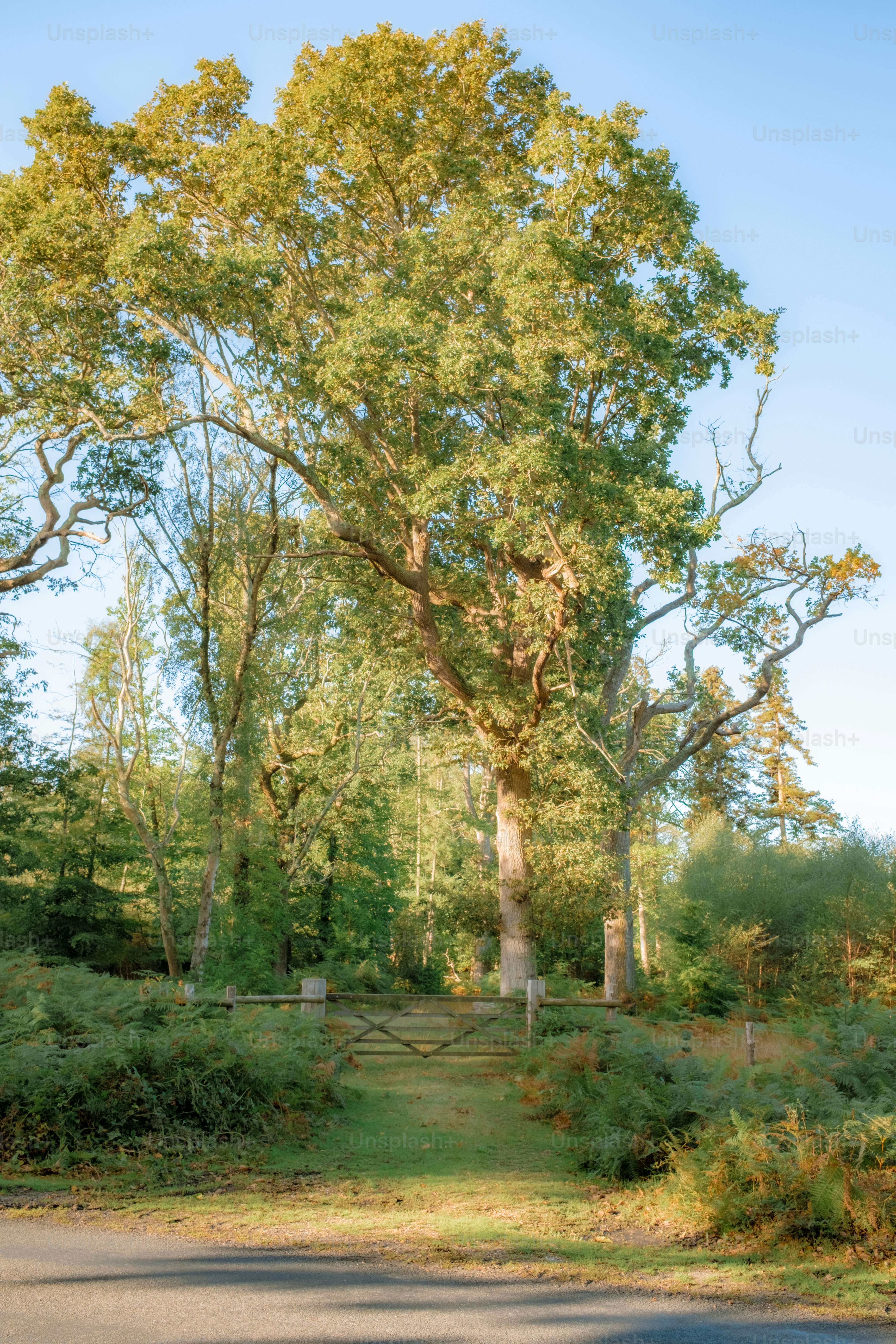 Large oak tree stands in a sunlit forest clearing. photo – Forest Image ...