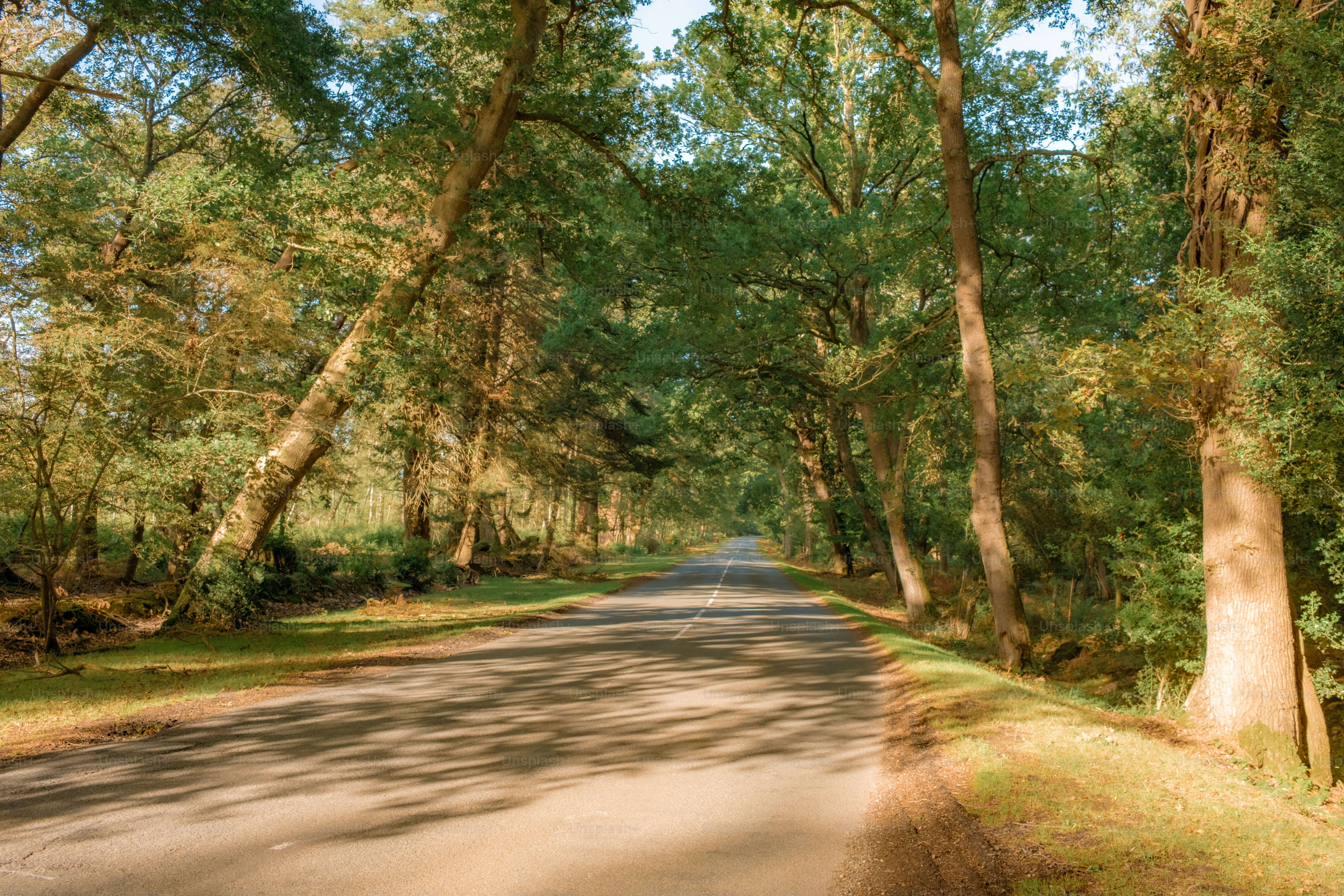 A forest road lined with trees and ferns. photo – Forest Image on Unsplash