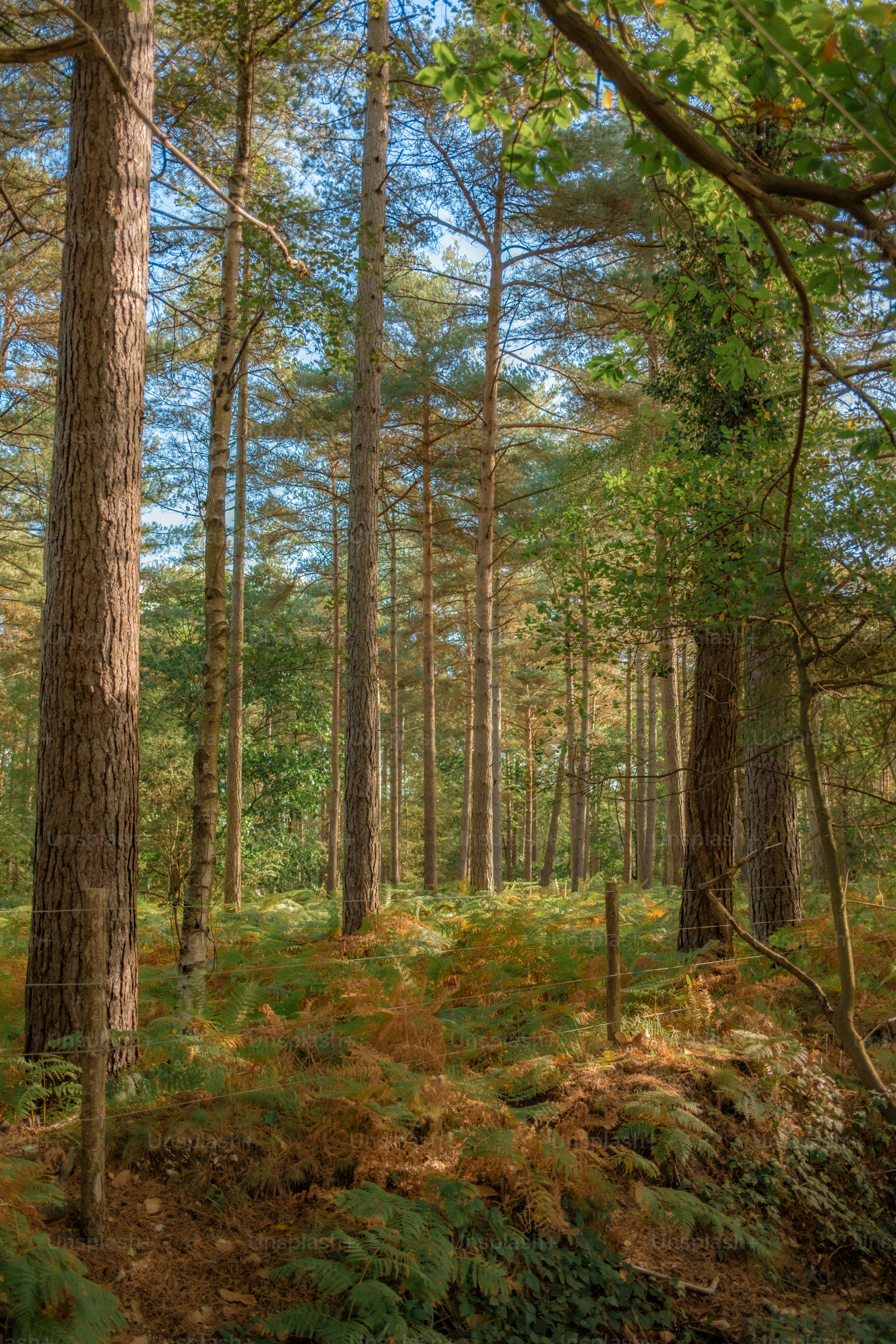 Tall pine trees in a sunlit forest with ferns. photo – Forest Image on ...