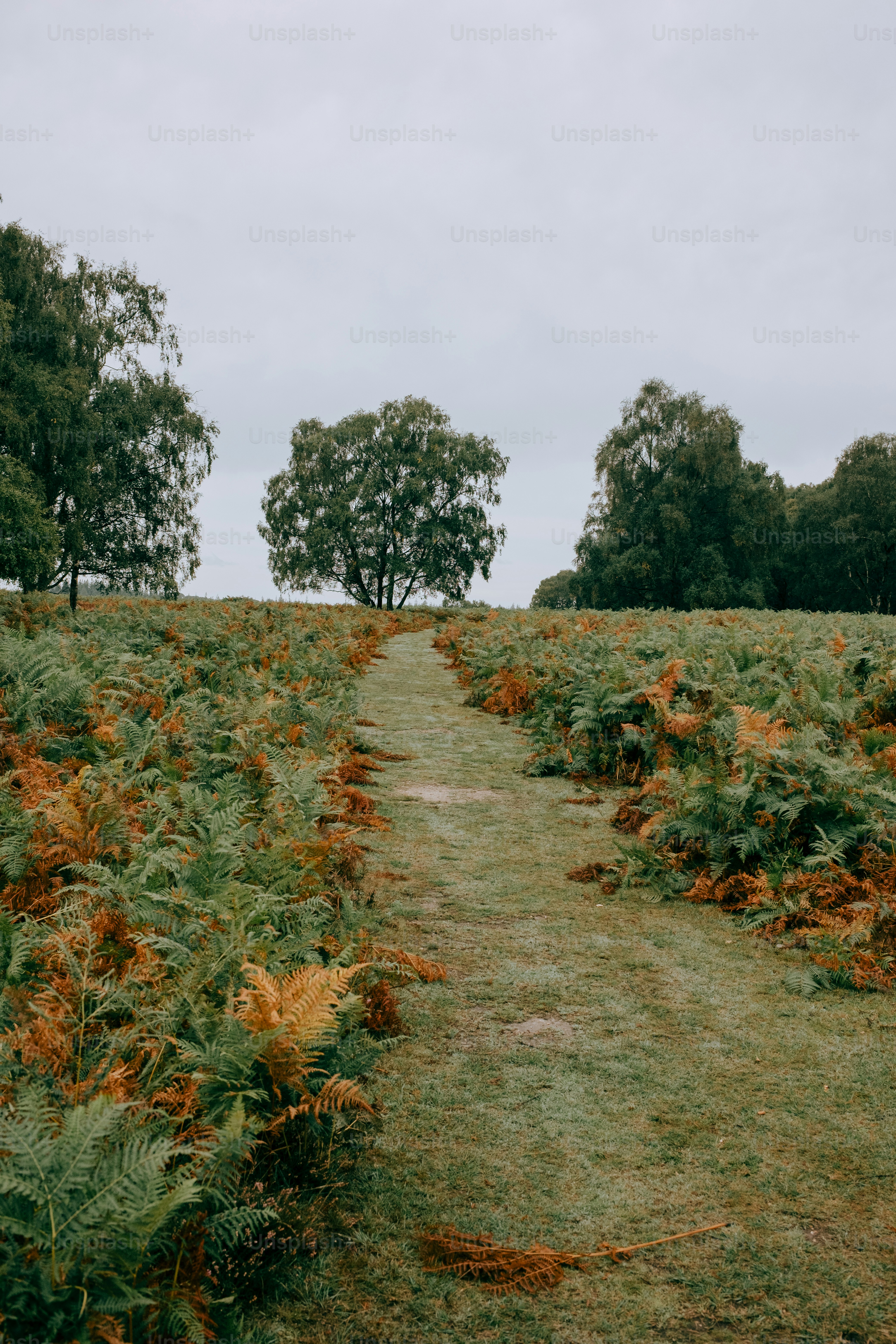 A path through a field of ferns and trees. photo – Autumn Image on Unsplash