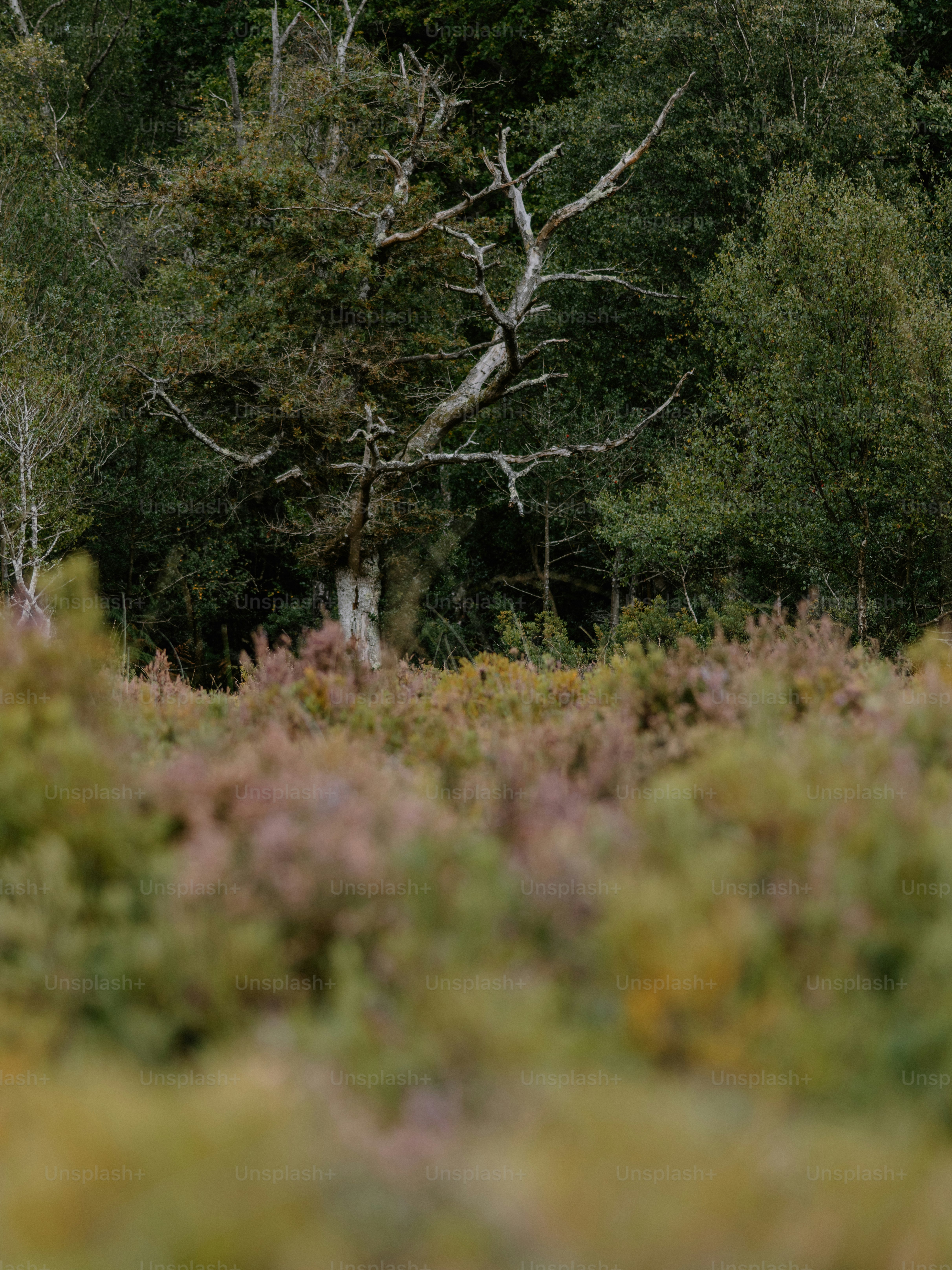 A solitary dead tree stands in a field of heather. photo – Forest Image ...
