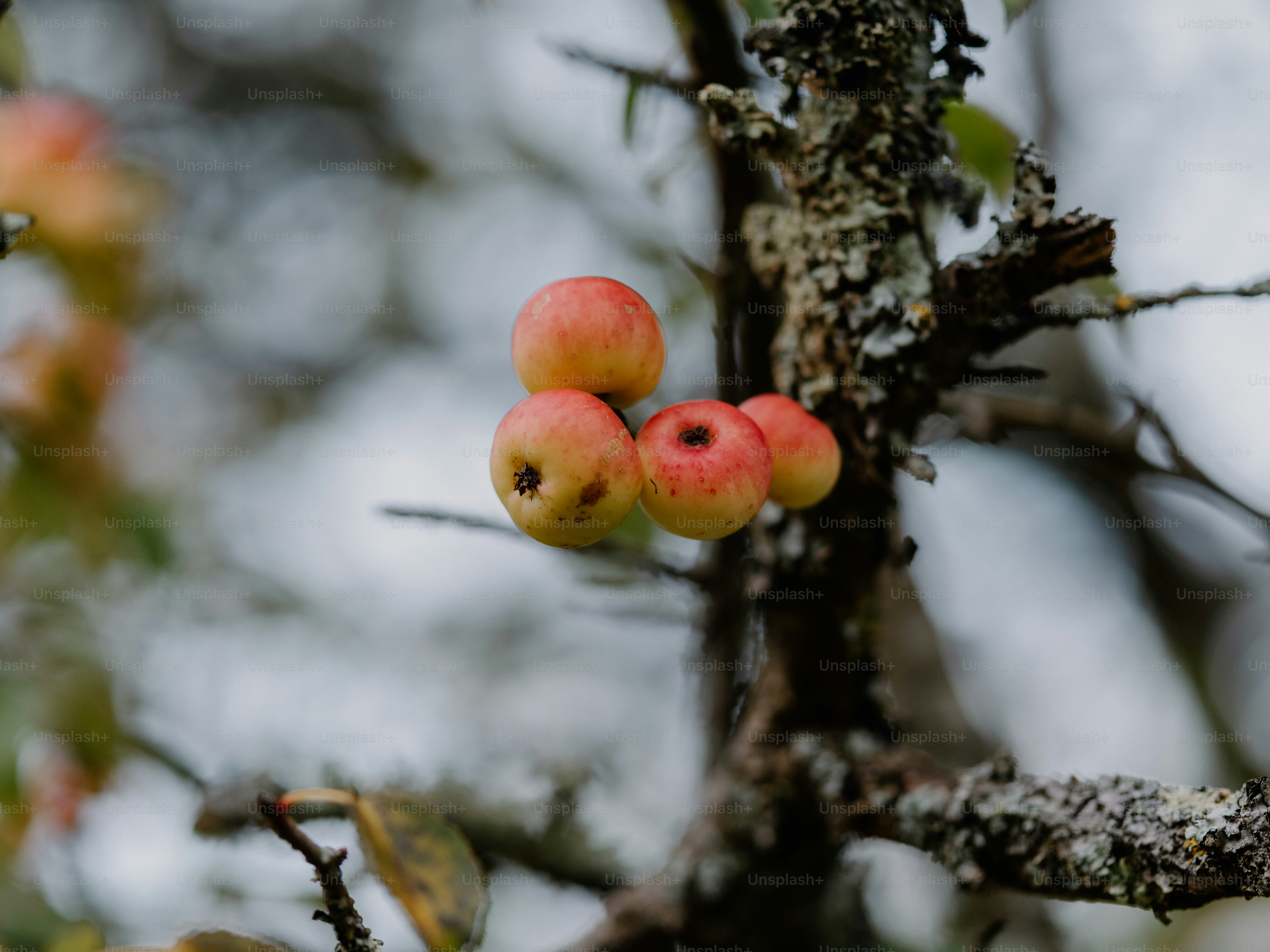 Small apples growing on a mossy tree branch photo – Forest Image on ...