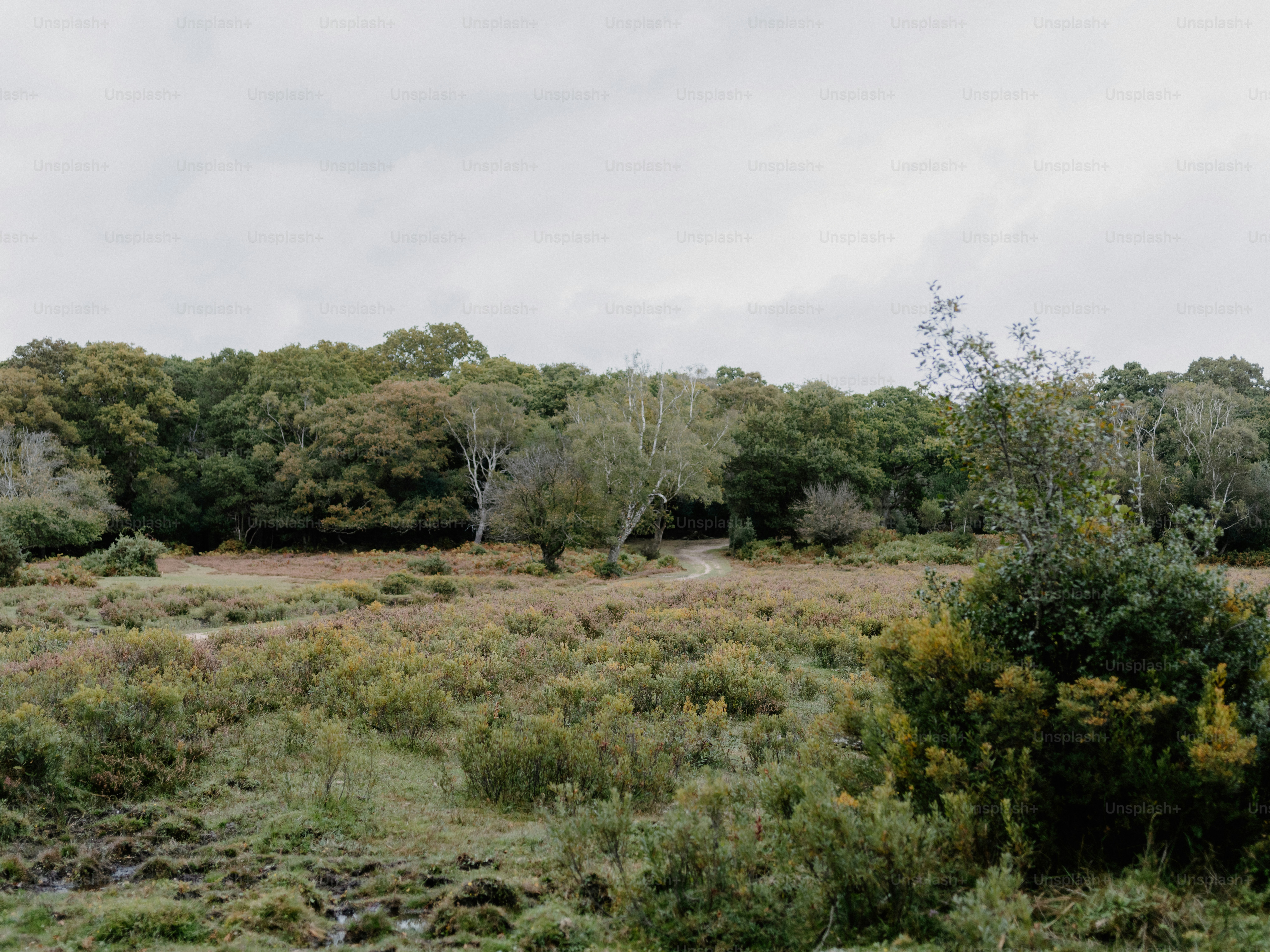Woodland landscape with overgrown fields and trees photo – Forest Image ...