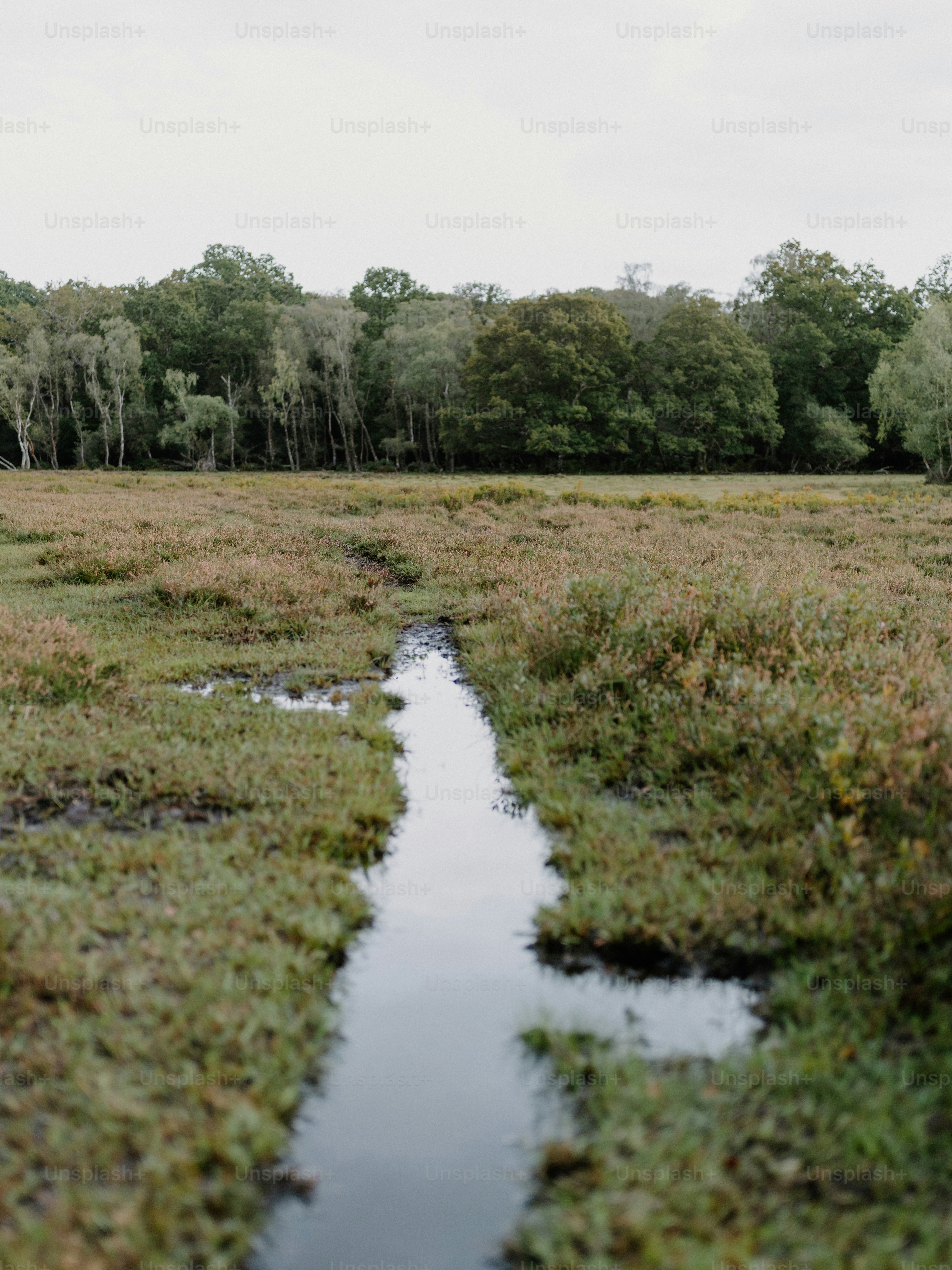 A narrow stream flows through a grassy, marshy field. photo – Forest ...