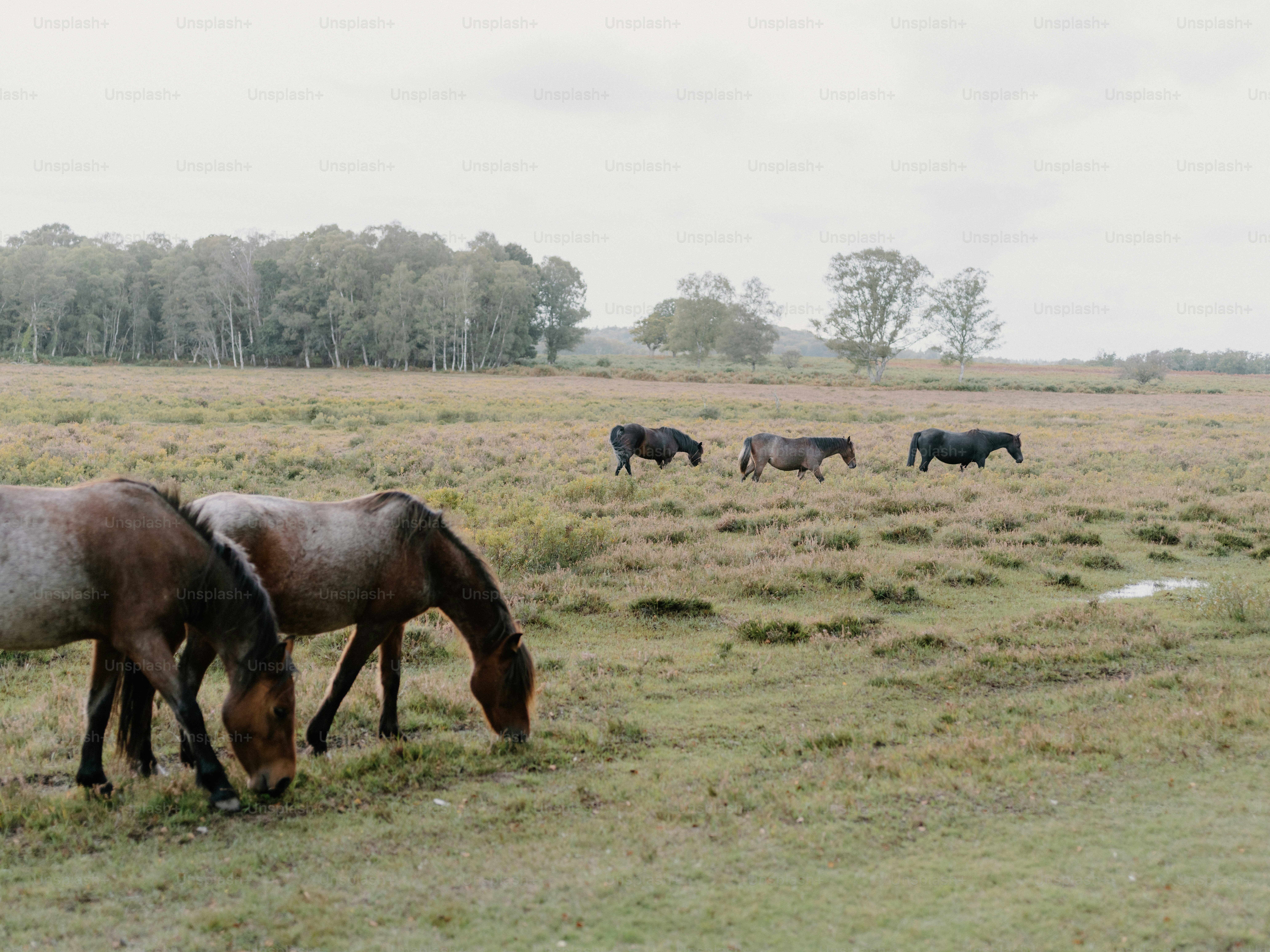 Pictures Of Horses In A Field New Horse Herd Introduction Guide By