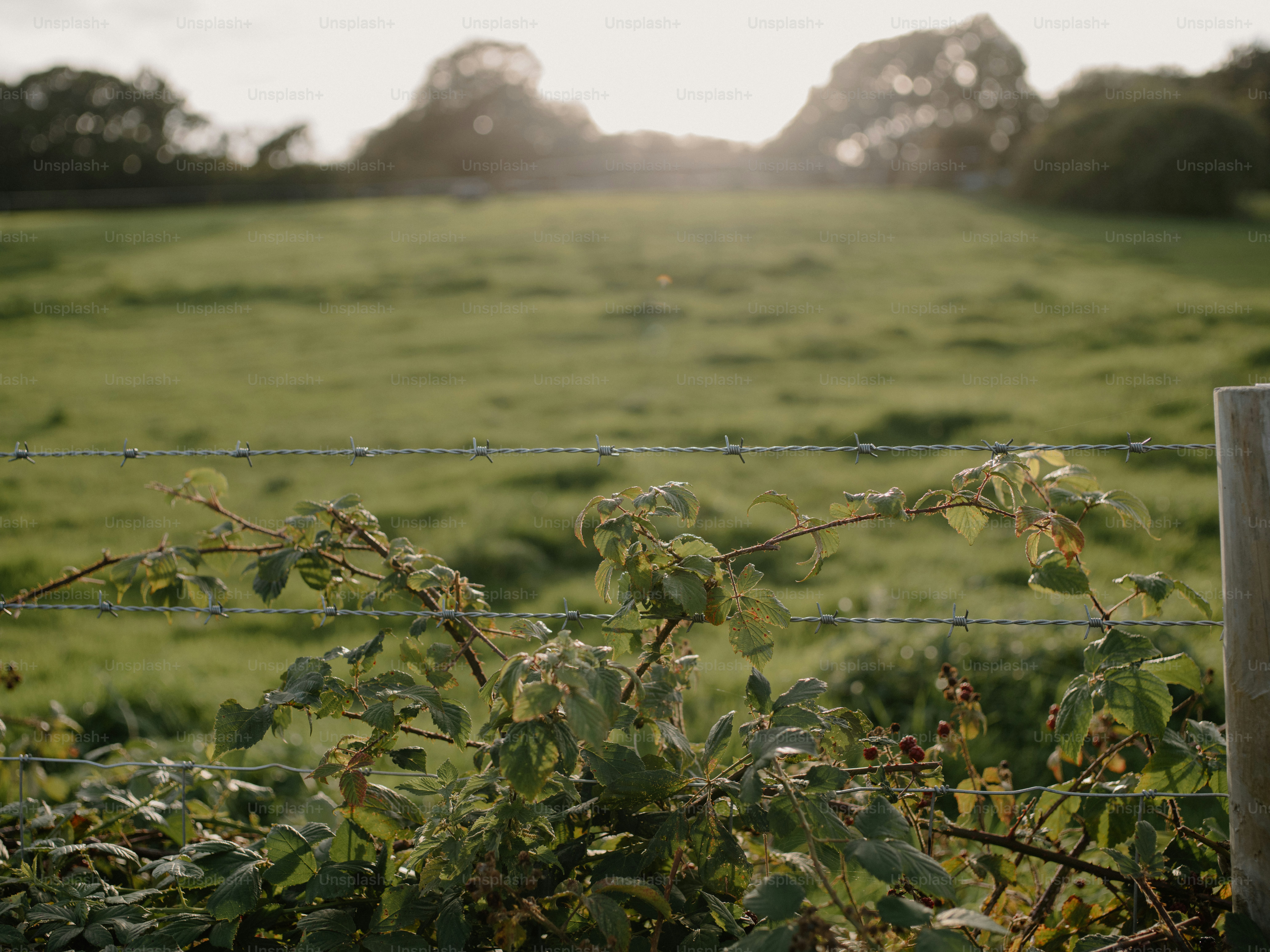 Barbed wire fence in a green field at sunset. photo – Green Image on ...