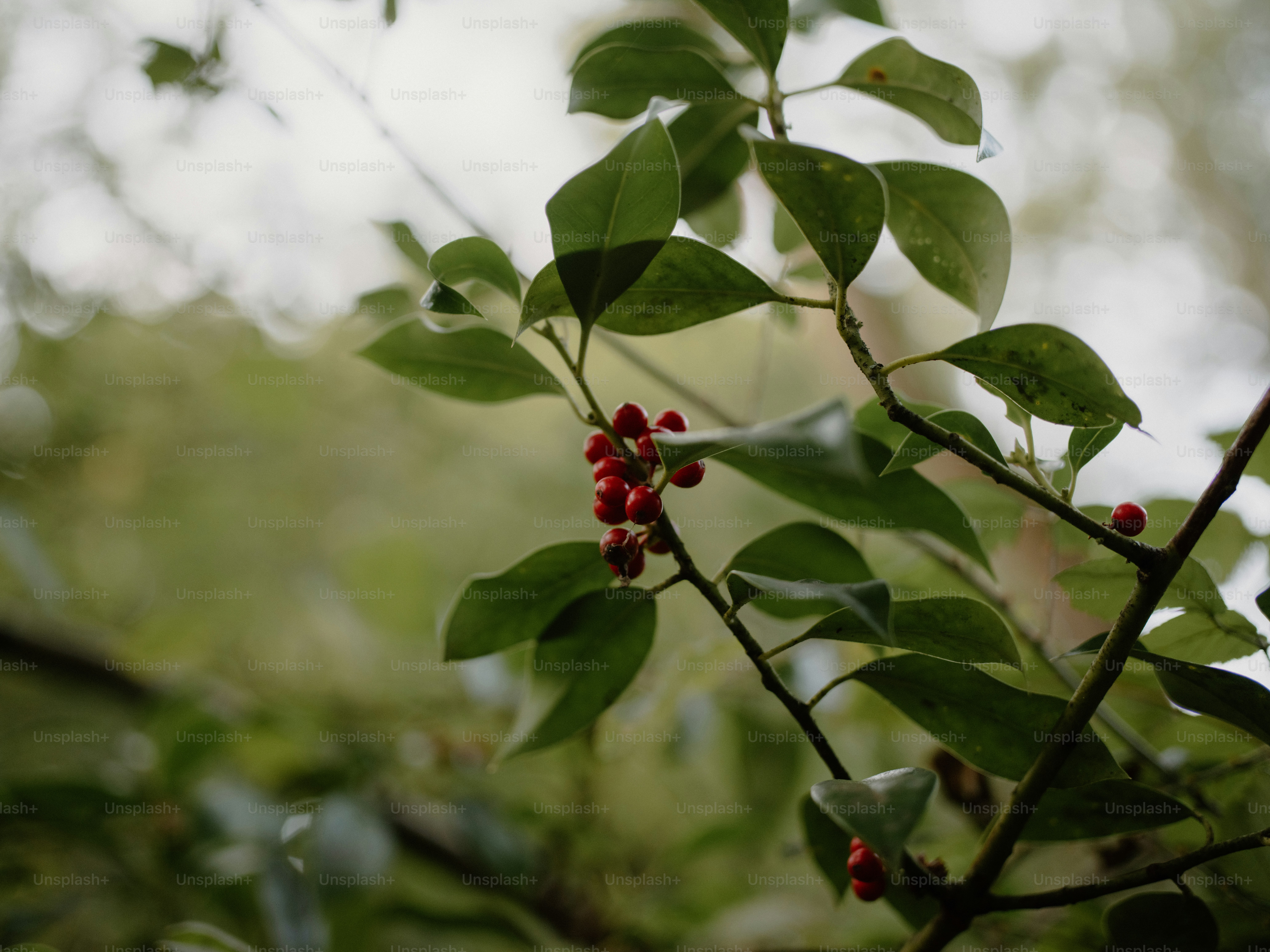 Green leaves and red berries on a branch. photo – Holly Image on Unsplash