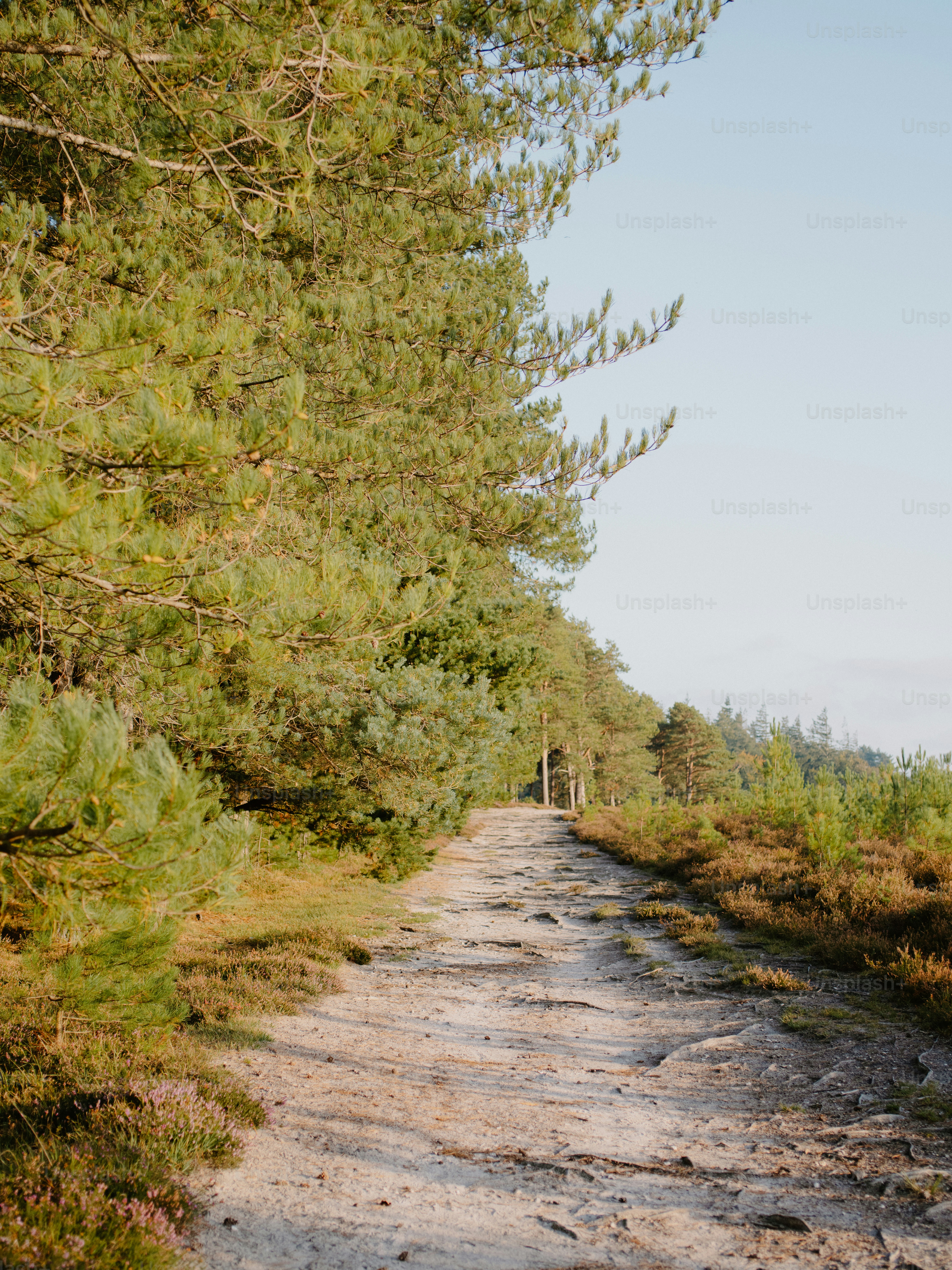 Sandy path through a pine forest with heather photo – Forest Image on ...