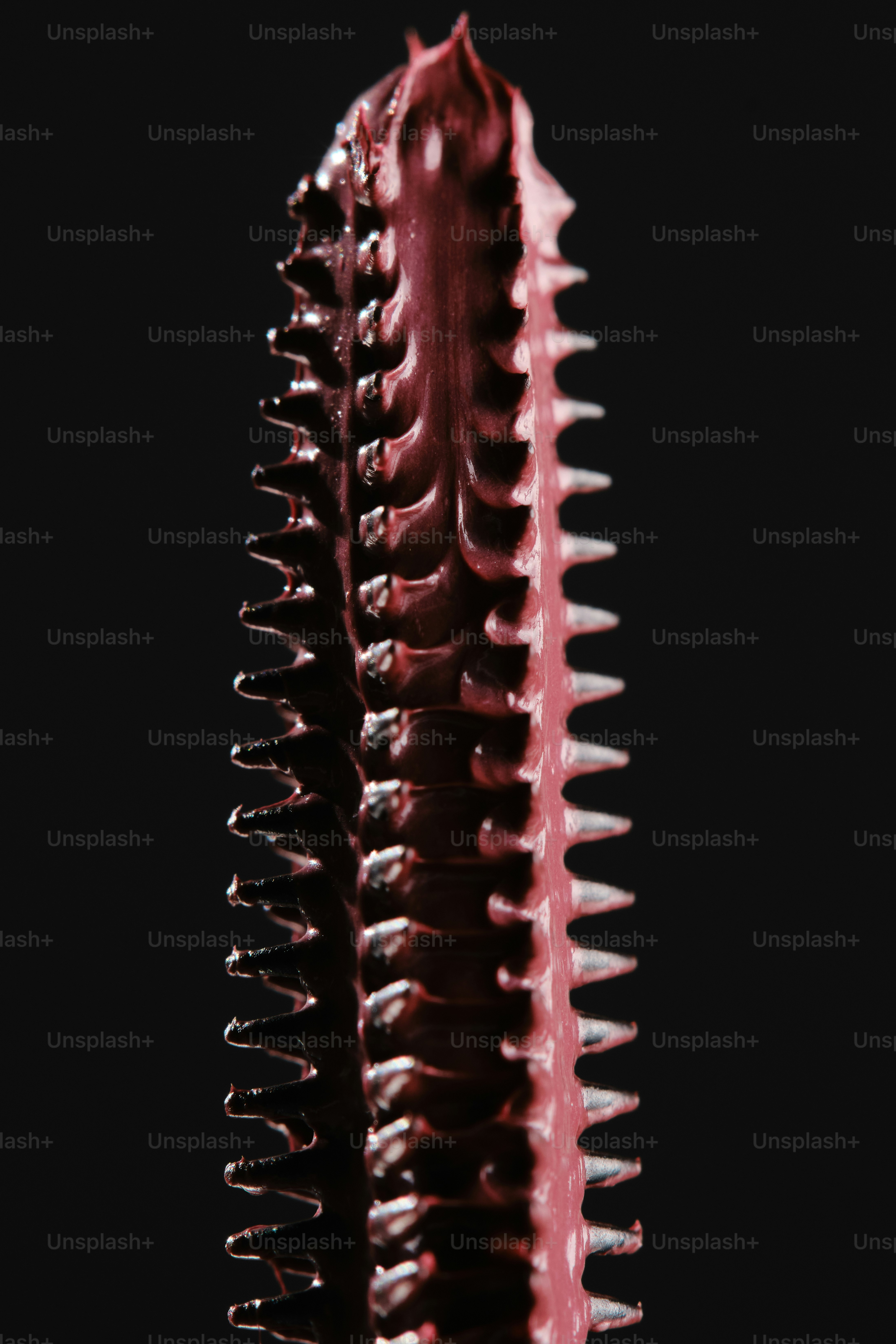 Close-up of a dark red, spiky succulent plant. photo – Still life Image ...