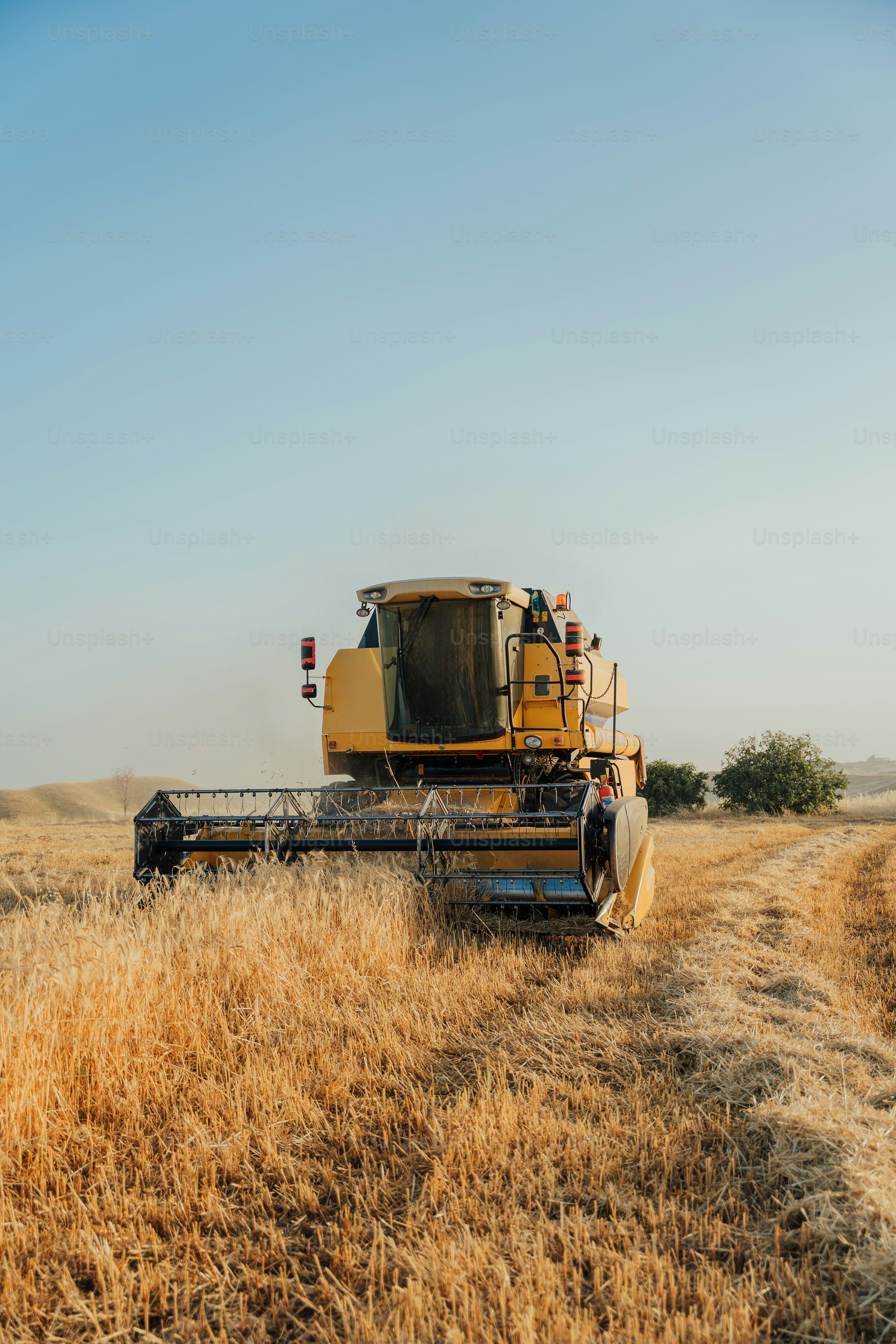 Yellow combine harvester working in a dry wheat field. photo ...