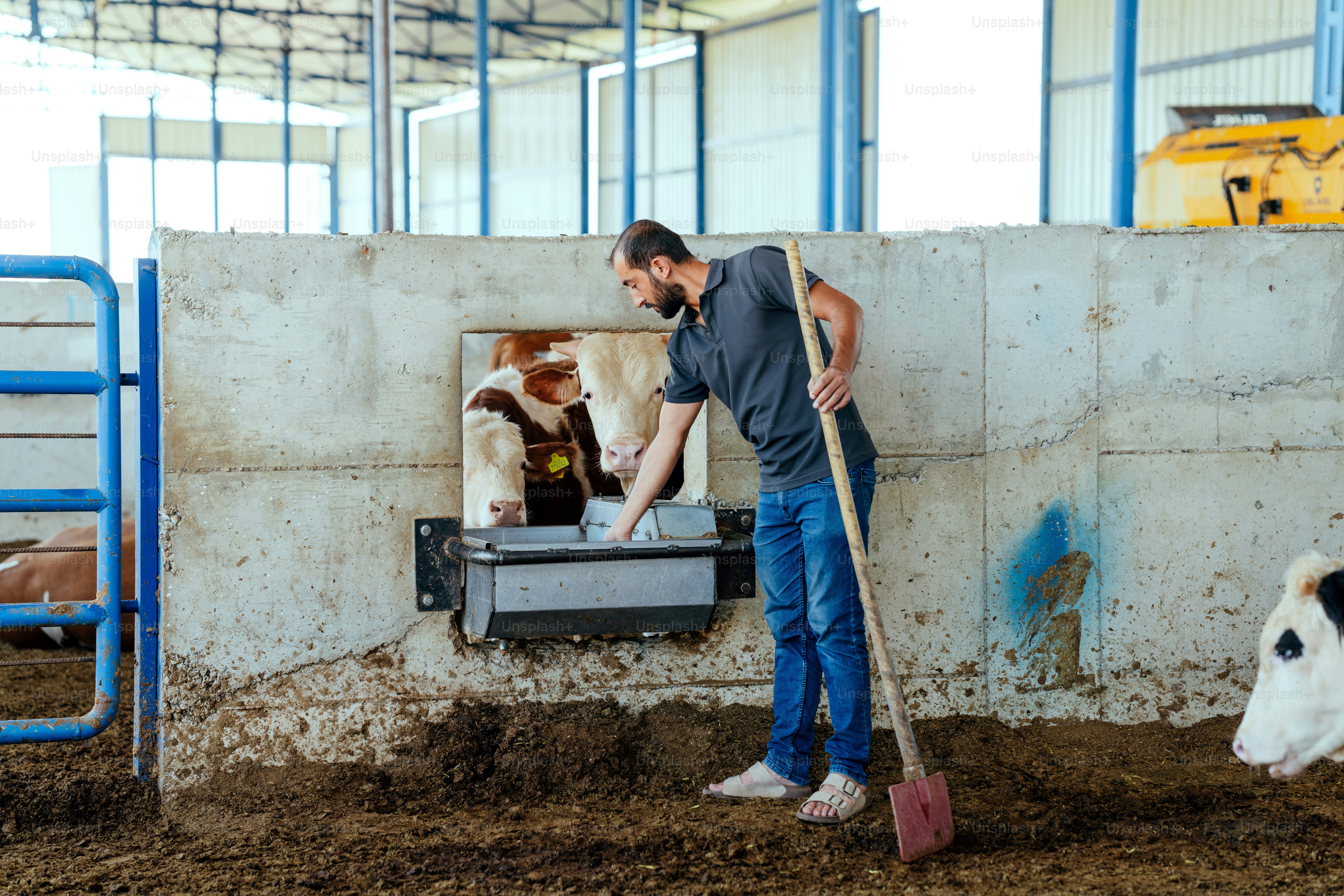 Tractor parked next to cows in a barn. photo – Technology Image on Unsplash