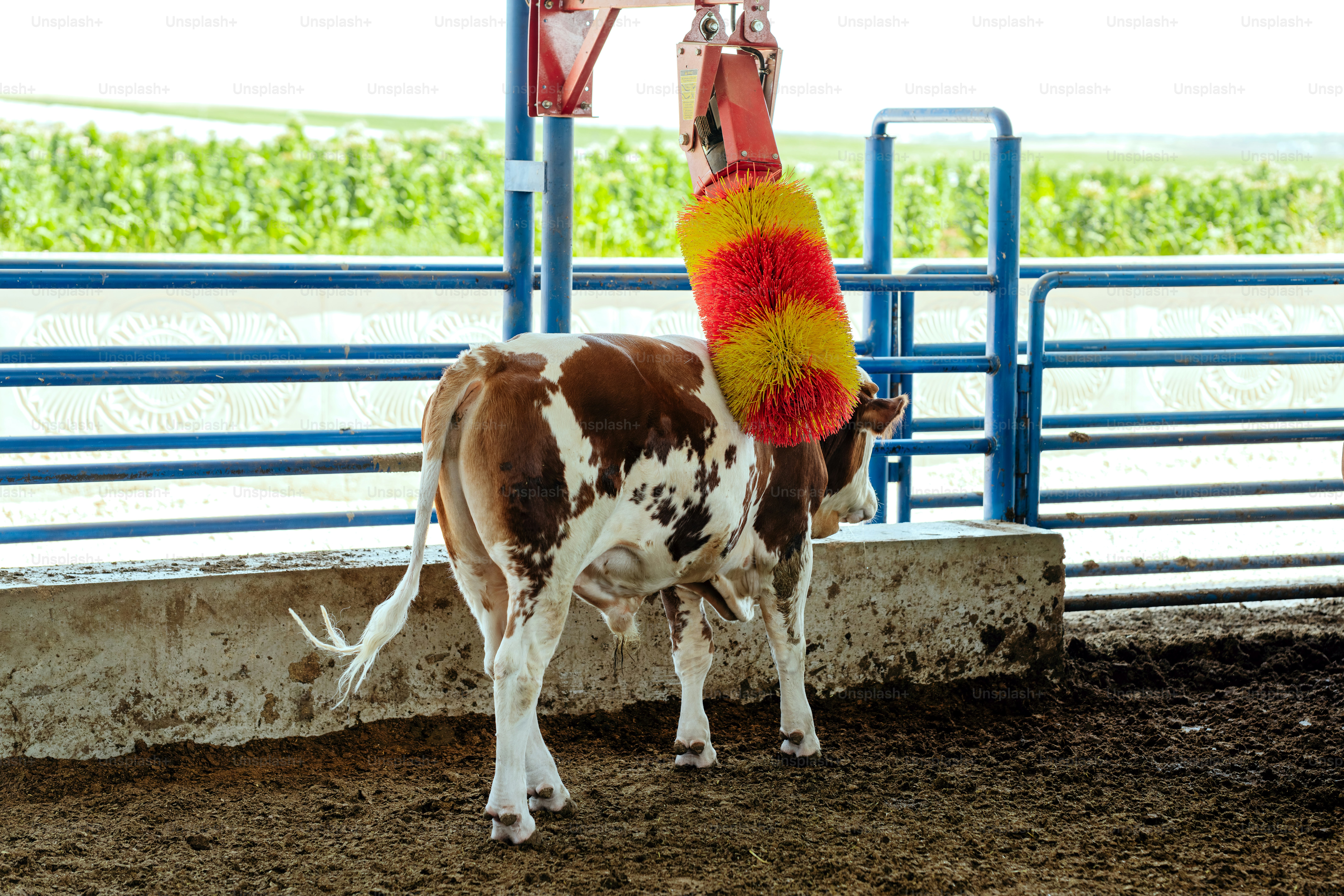 Cow scratching on a rotating brush in barn photo – Technology Image on ...