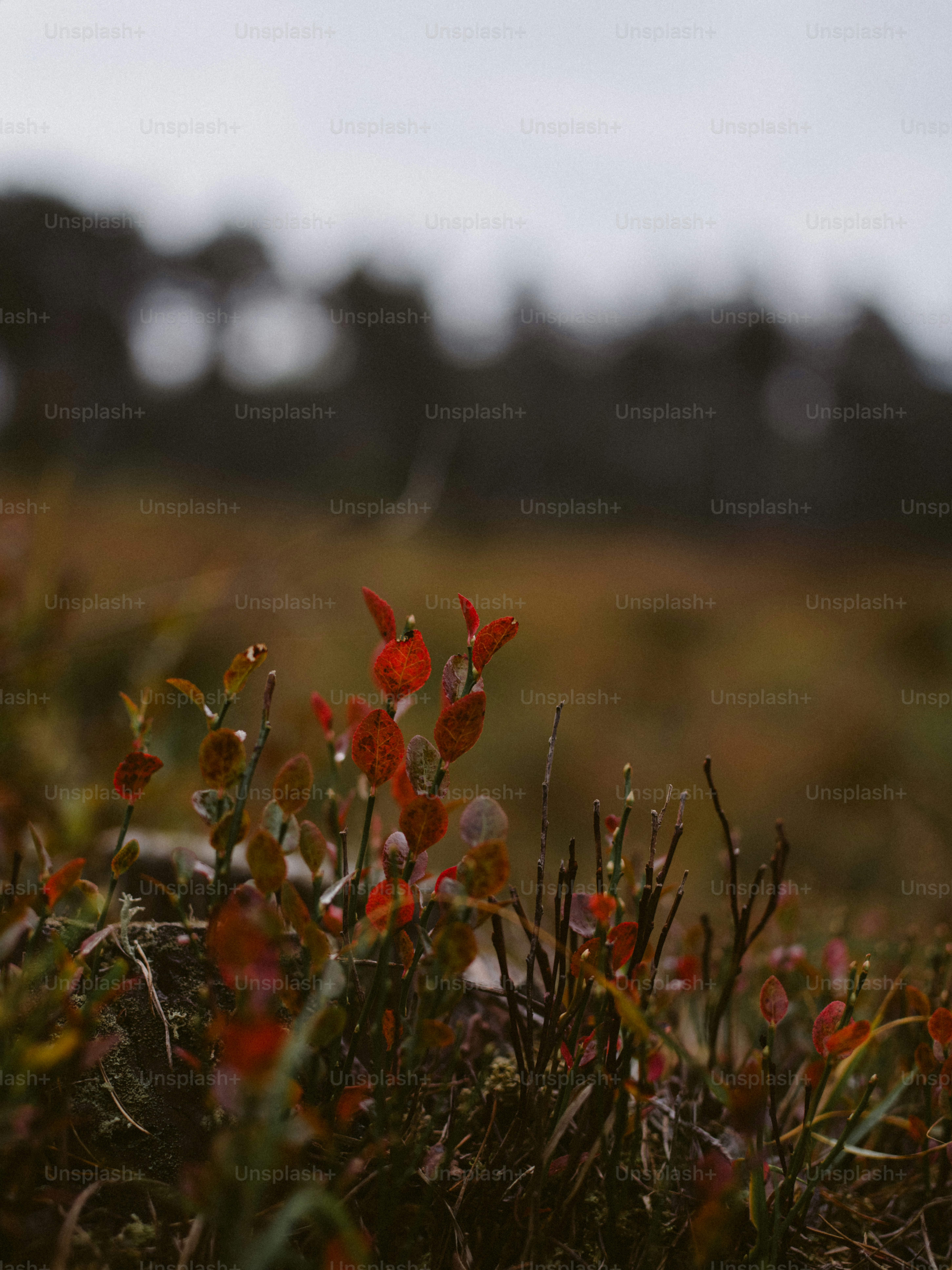 Small red leaves on a plant in a field. photo – Forest Image on Unsplash
