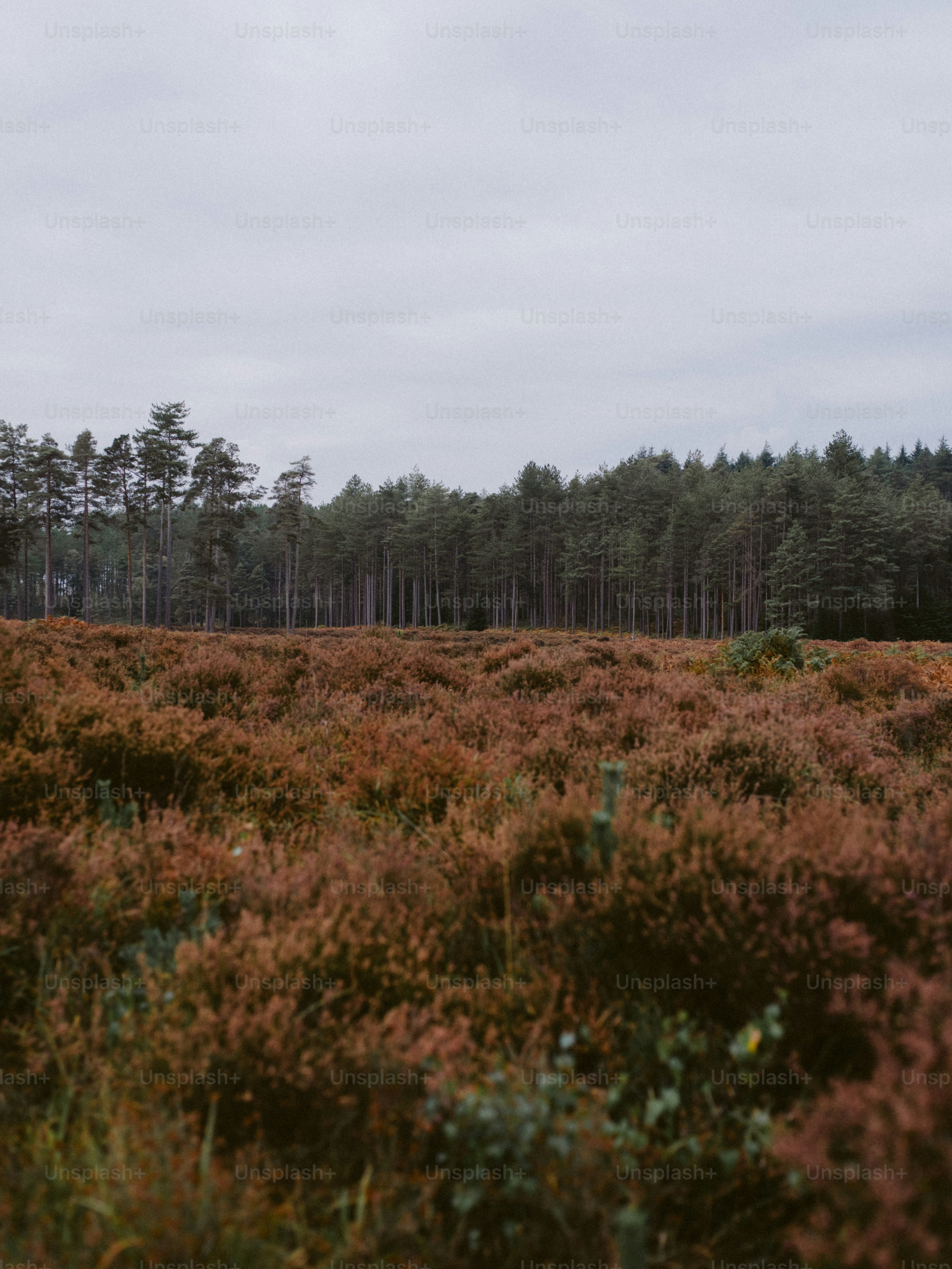 Gros plan de fleurs de bruyère séchées en flou artistique. photo ...