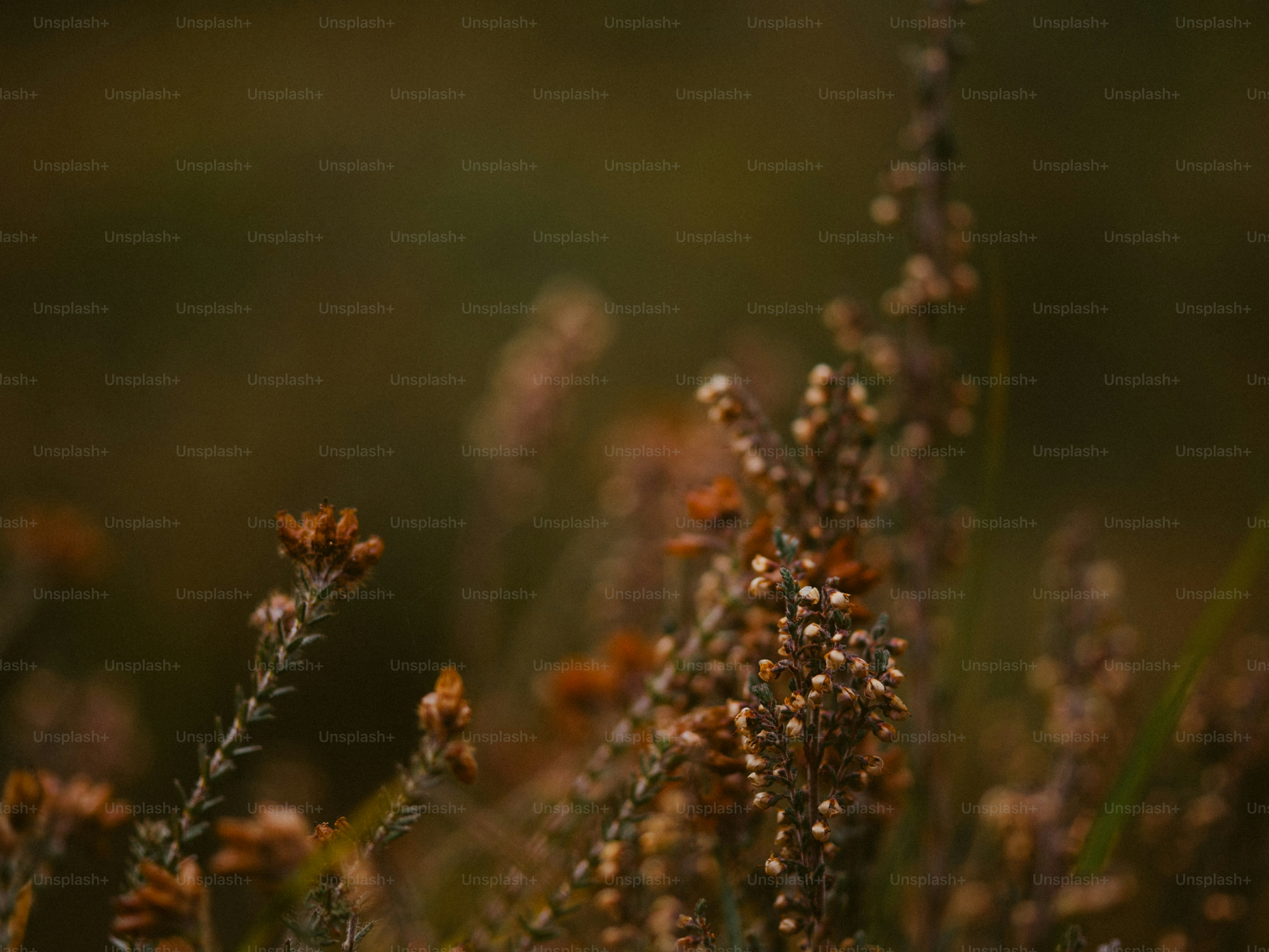Close-up of dried heather flowers in soft focus. photo – Forest Image ...