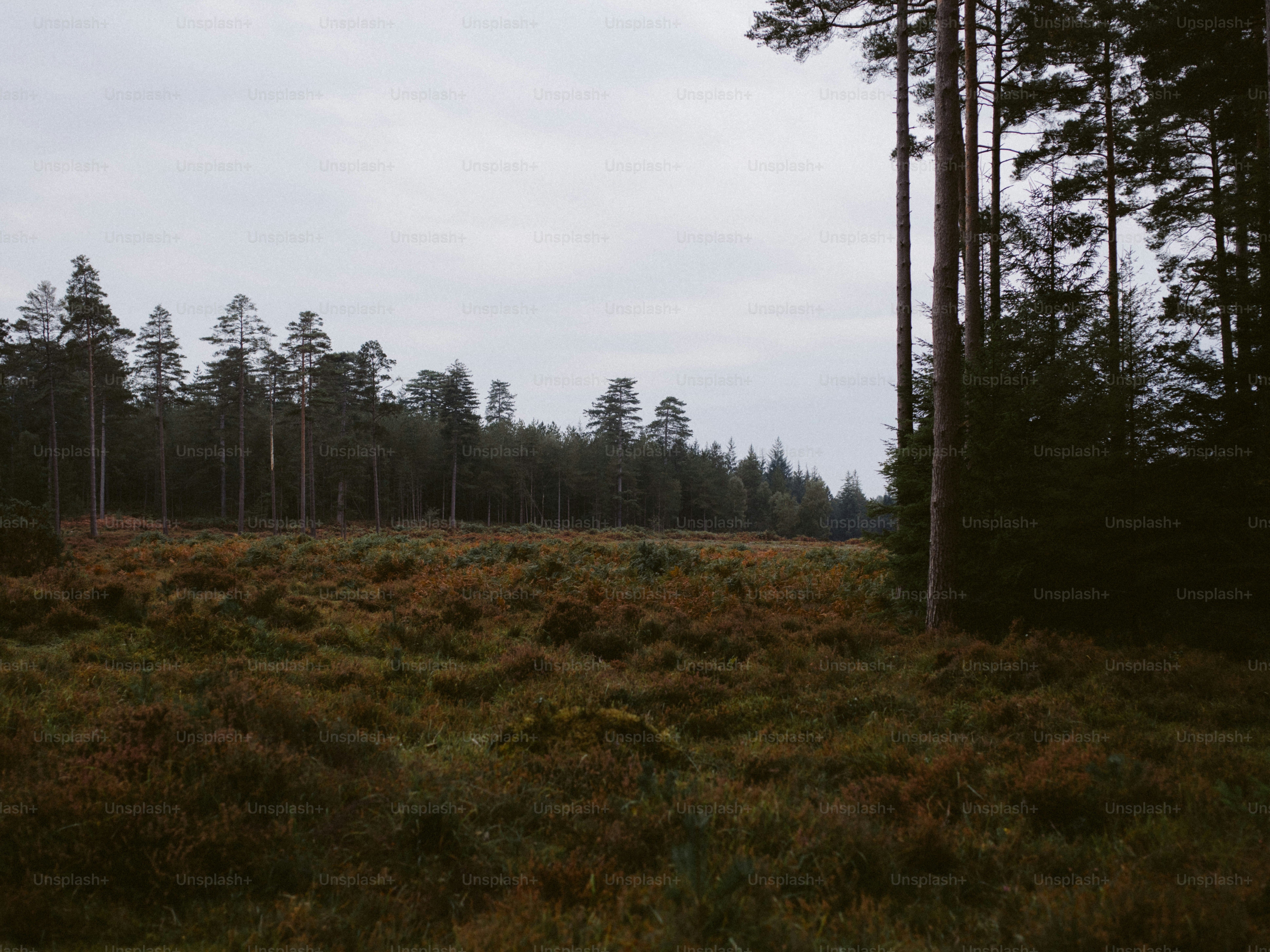 Overcast sky above a marshy forest clearing photo – Forest Image on ...
