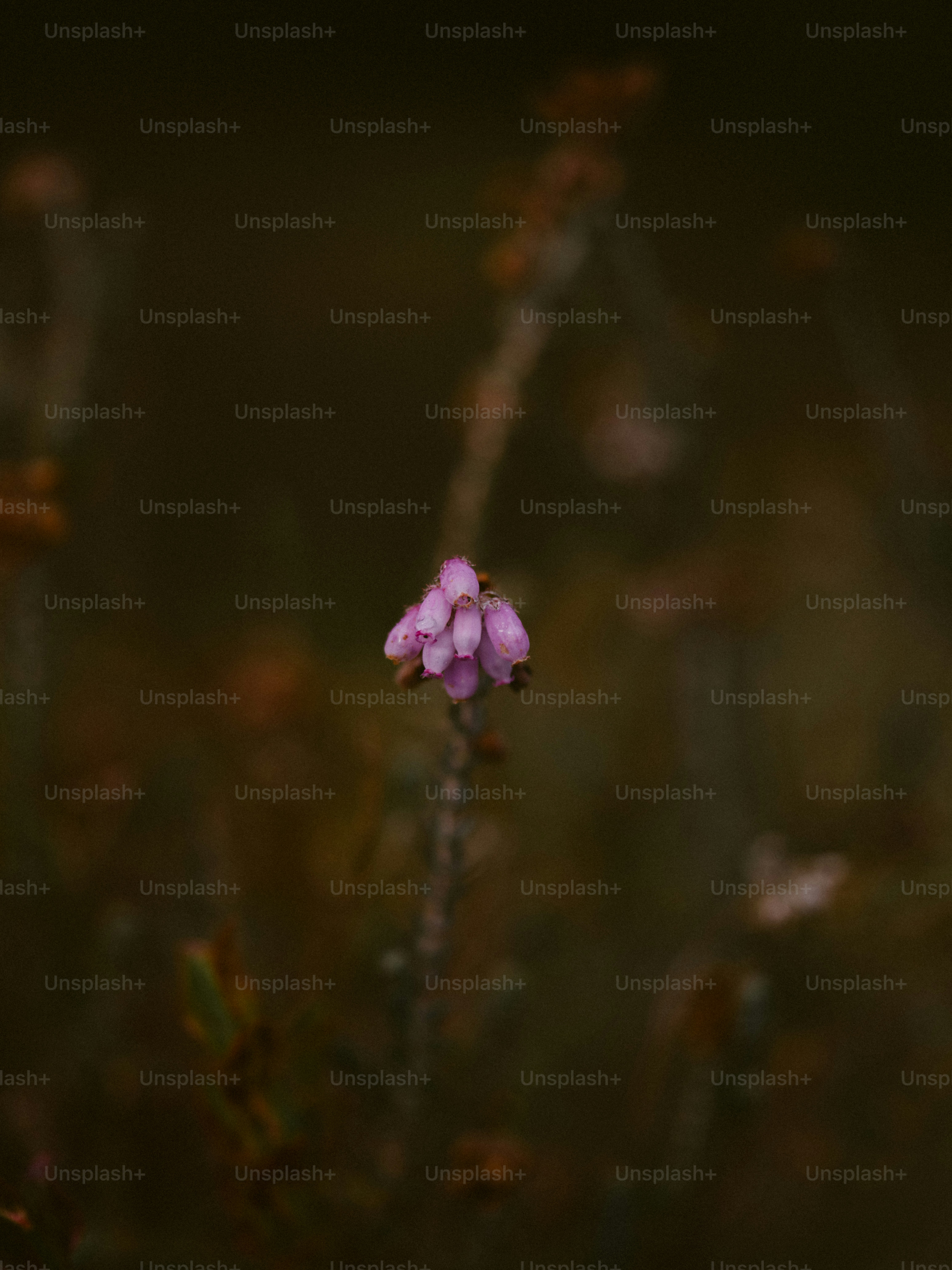 A single purple heather flower blooms in soft light. photo – Forest ...