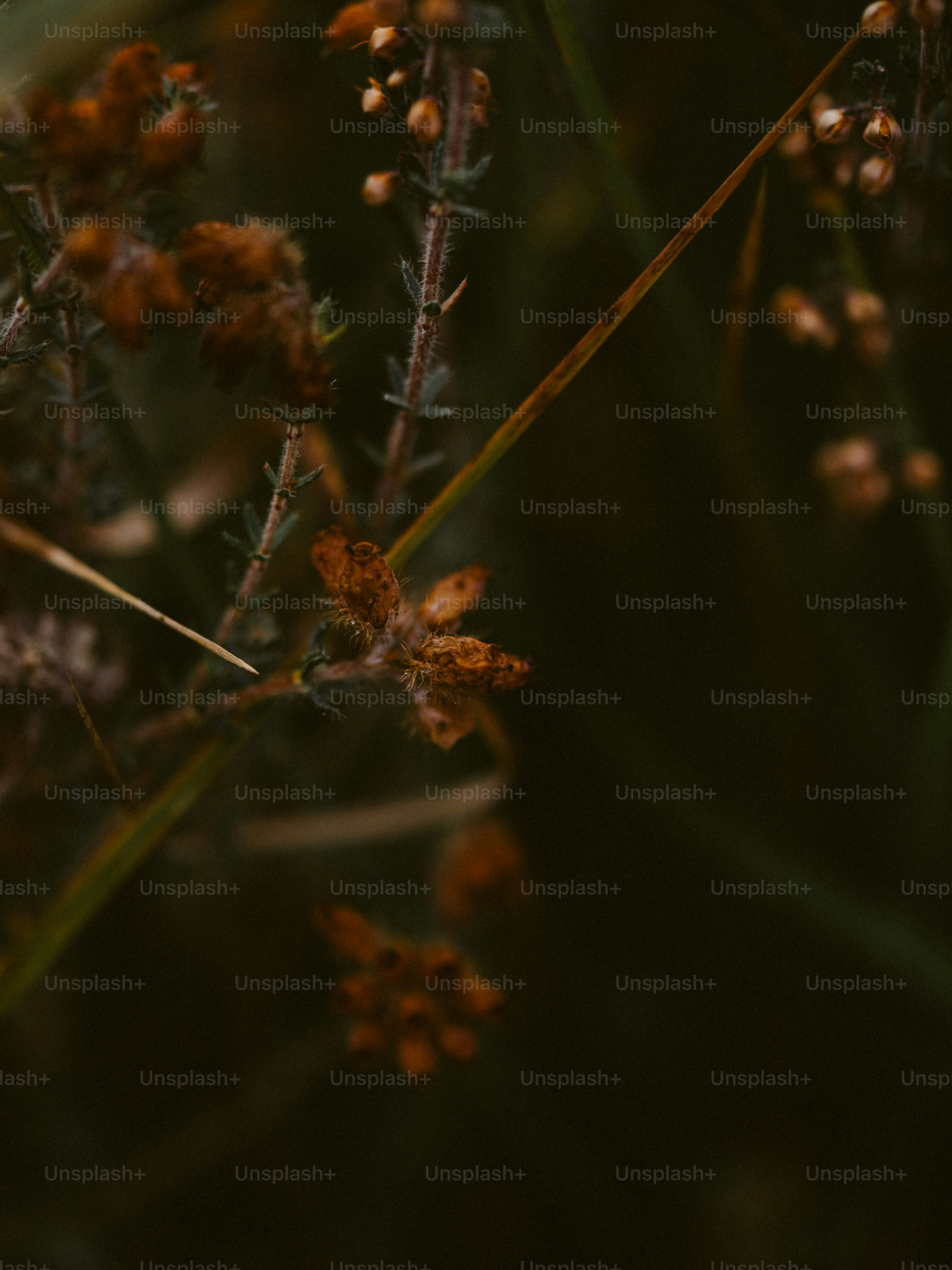 Close-up of dry brown heather with blurred background photo – Forest ...