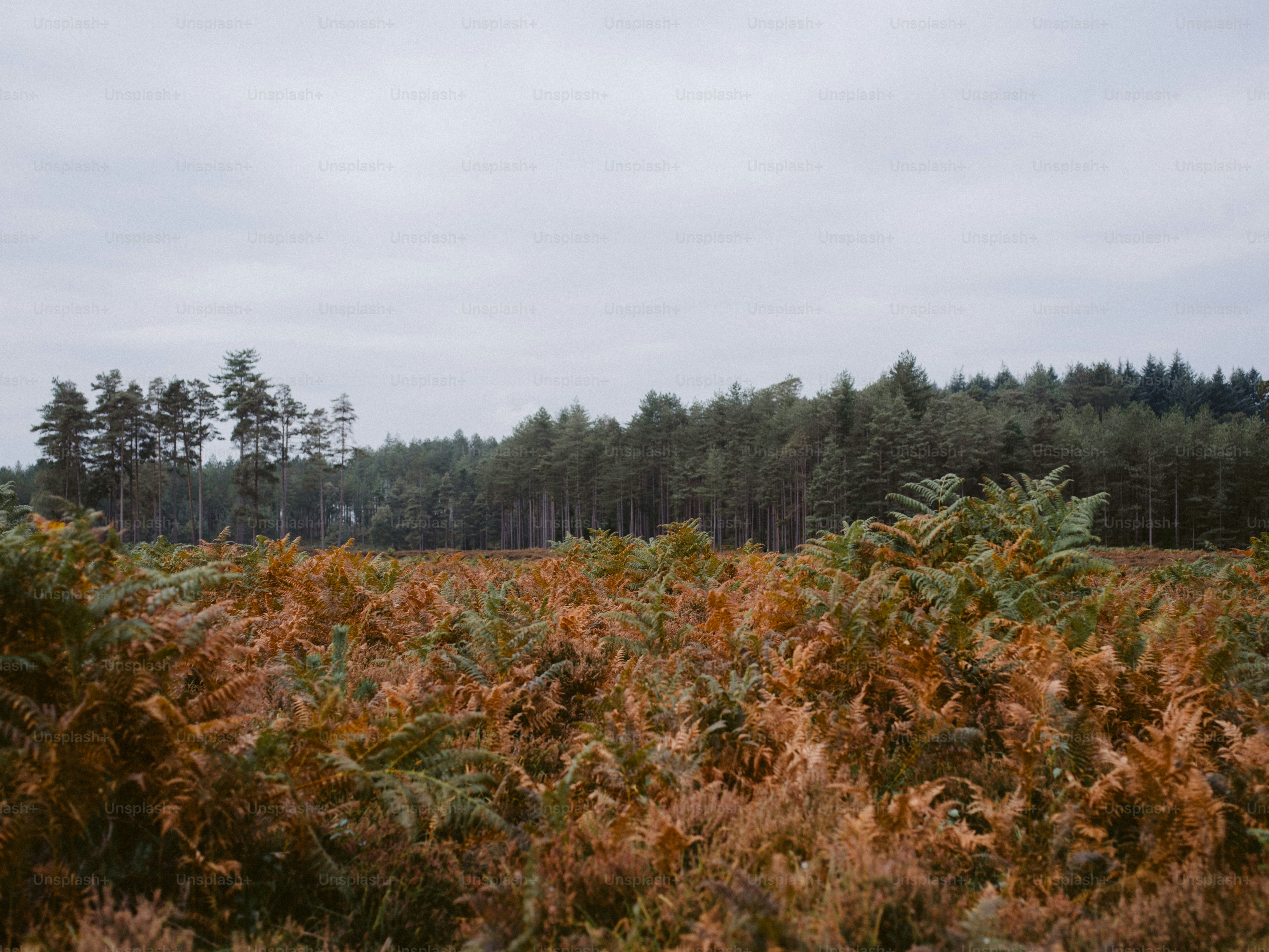 Gros plan de fleurs de bruyère séchées en flou artistique. photo ...