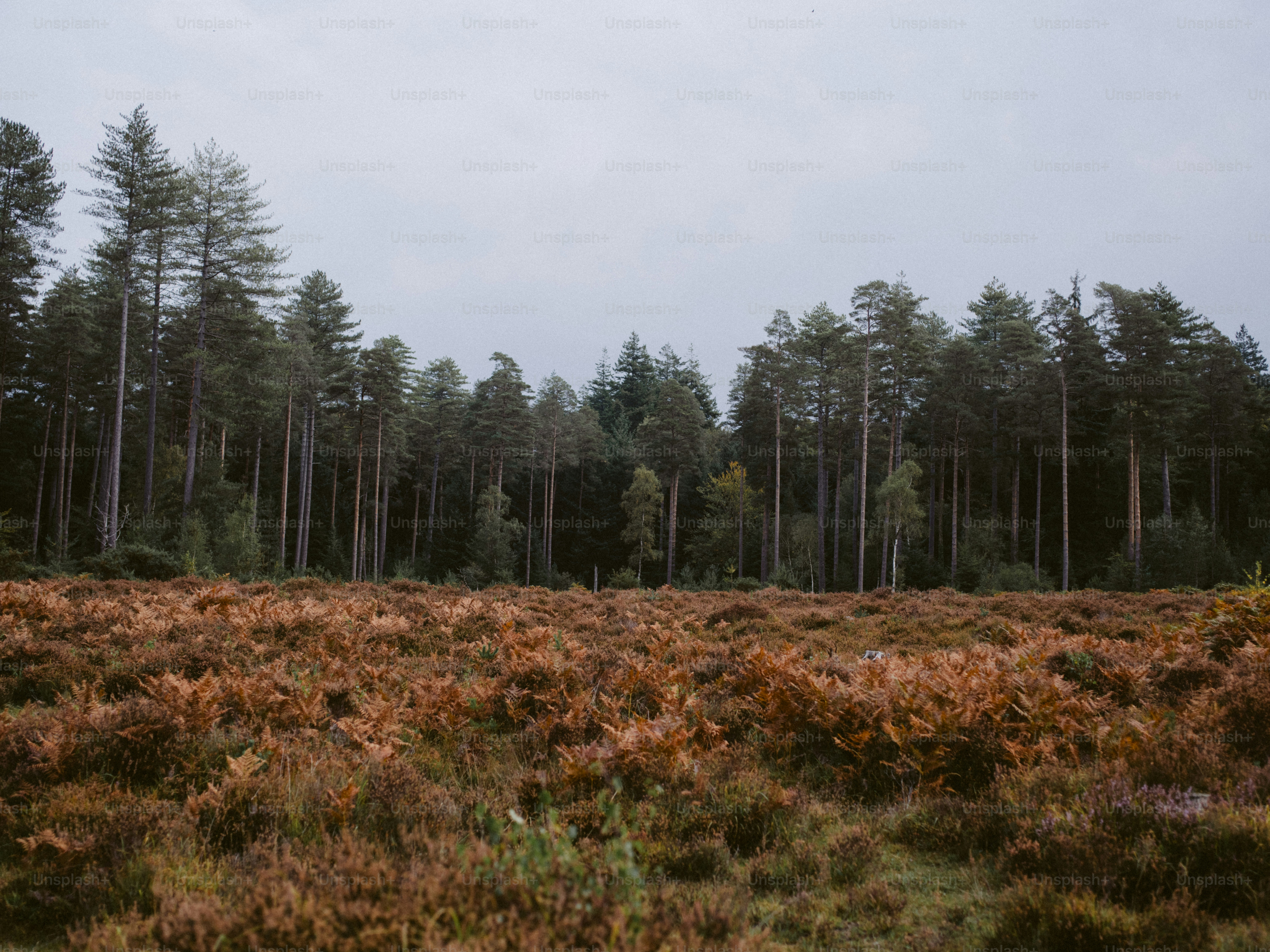Forrest Pine Tree Border