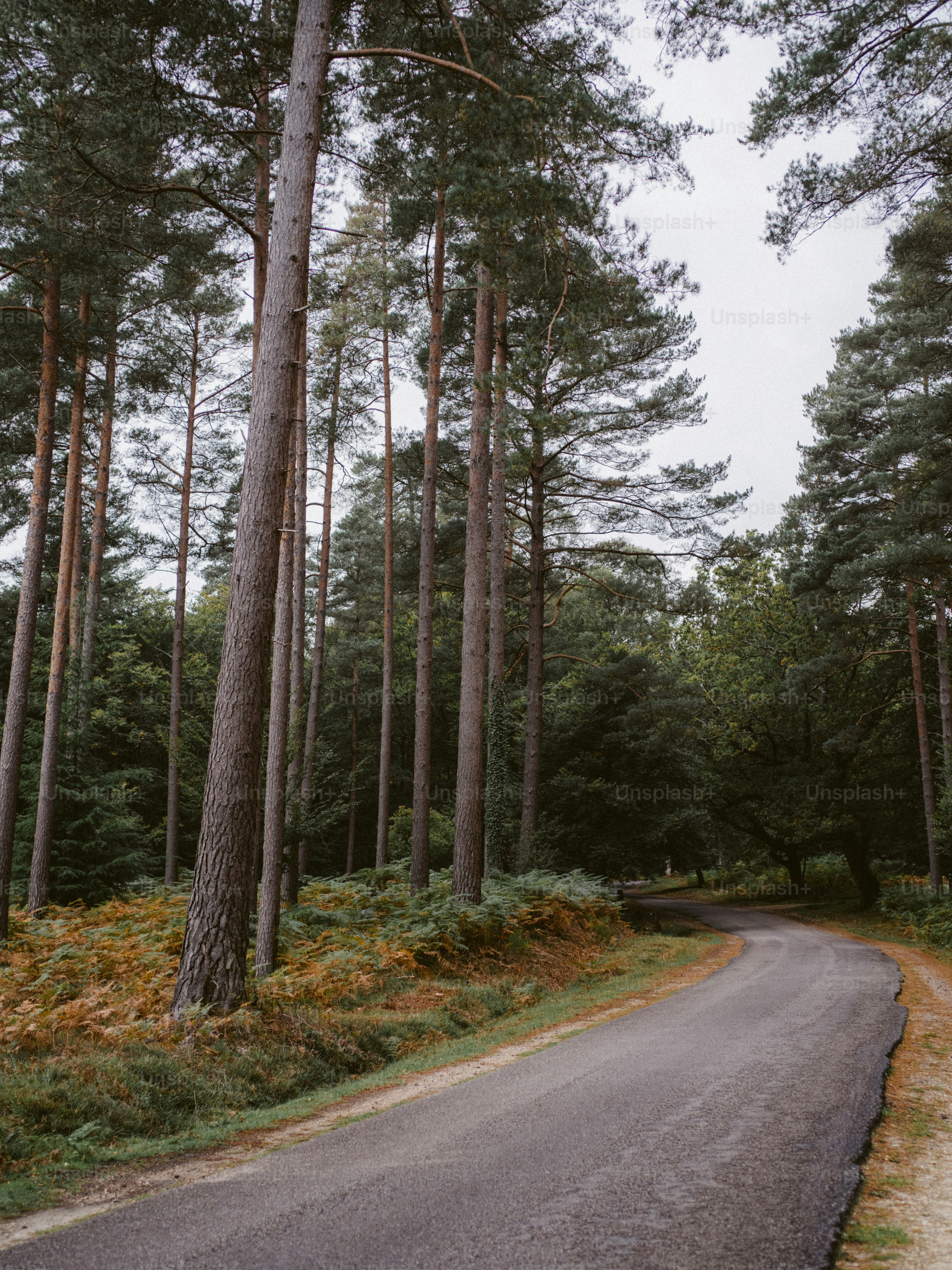 A winding road through a tall pine forest. photo – Forest Image on Unsplash