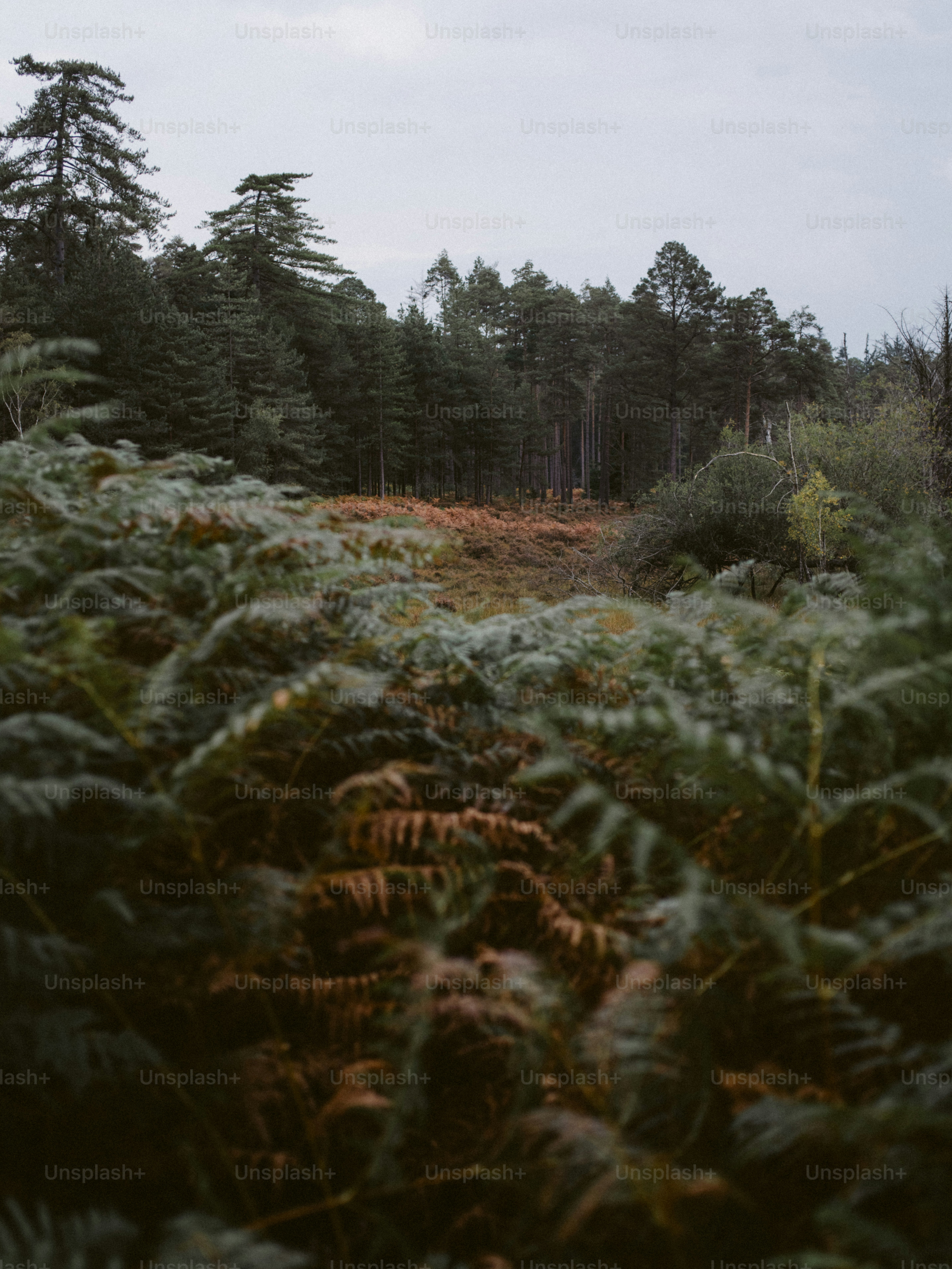 Tall pine trees and ferns in a dense forest. photo – Forest Image on ...