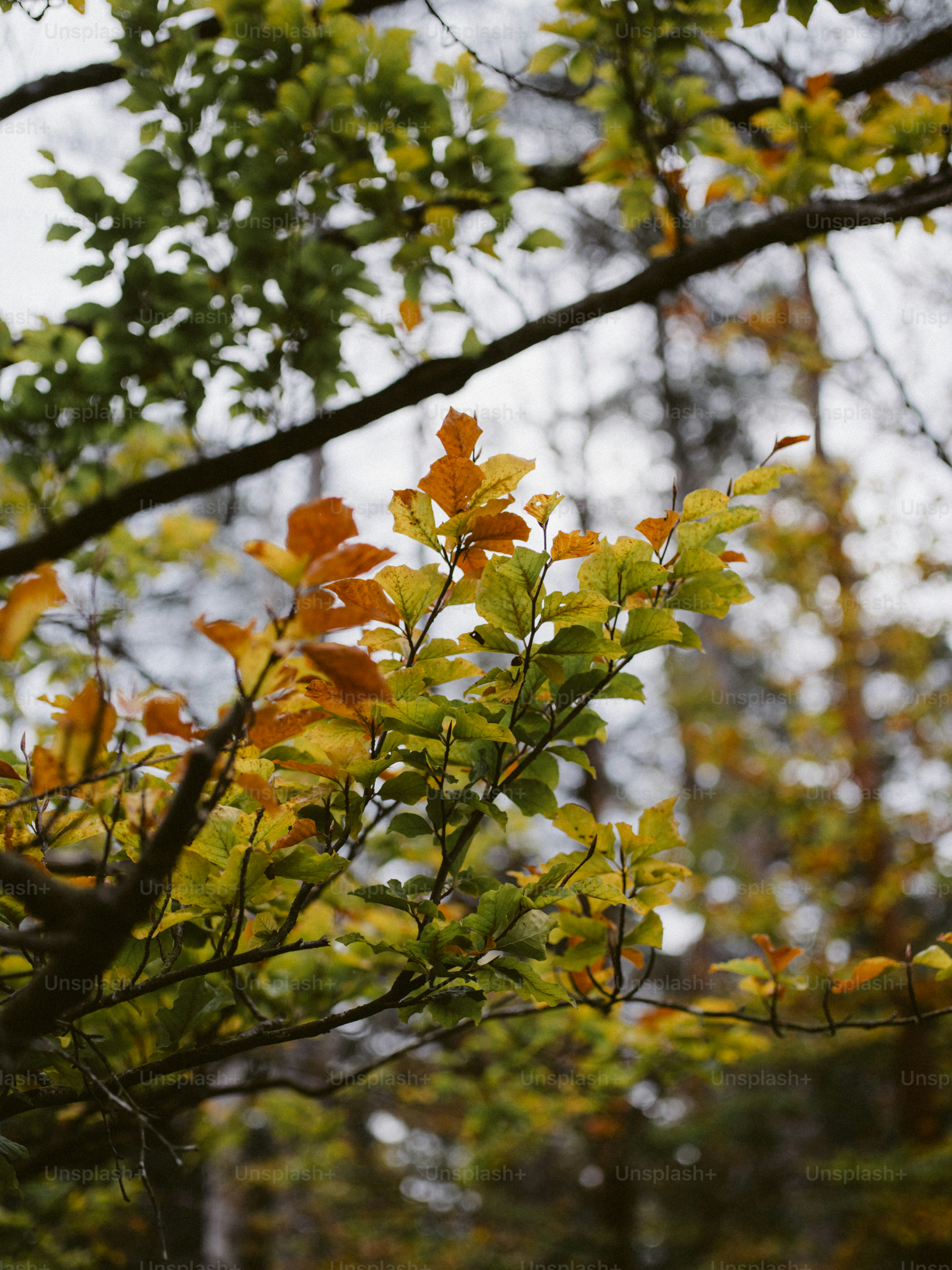 Autumn leaves changing color on tree branches photo – Forest Image on ...