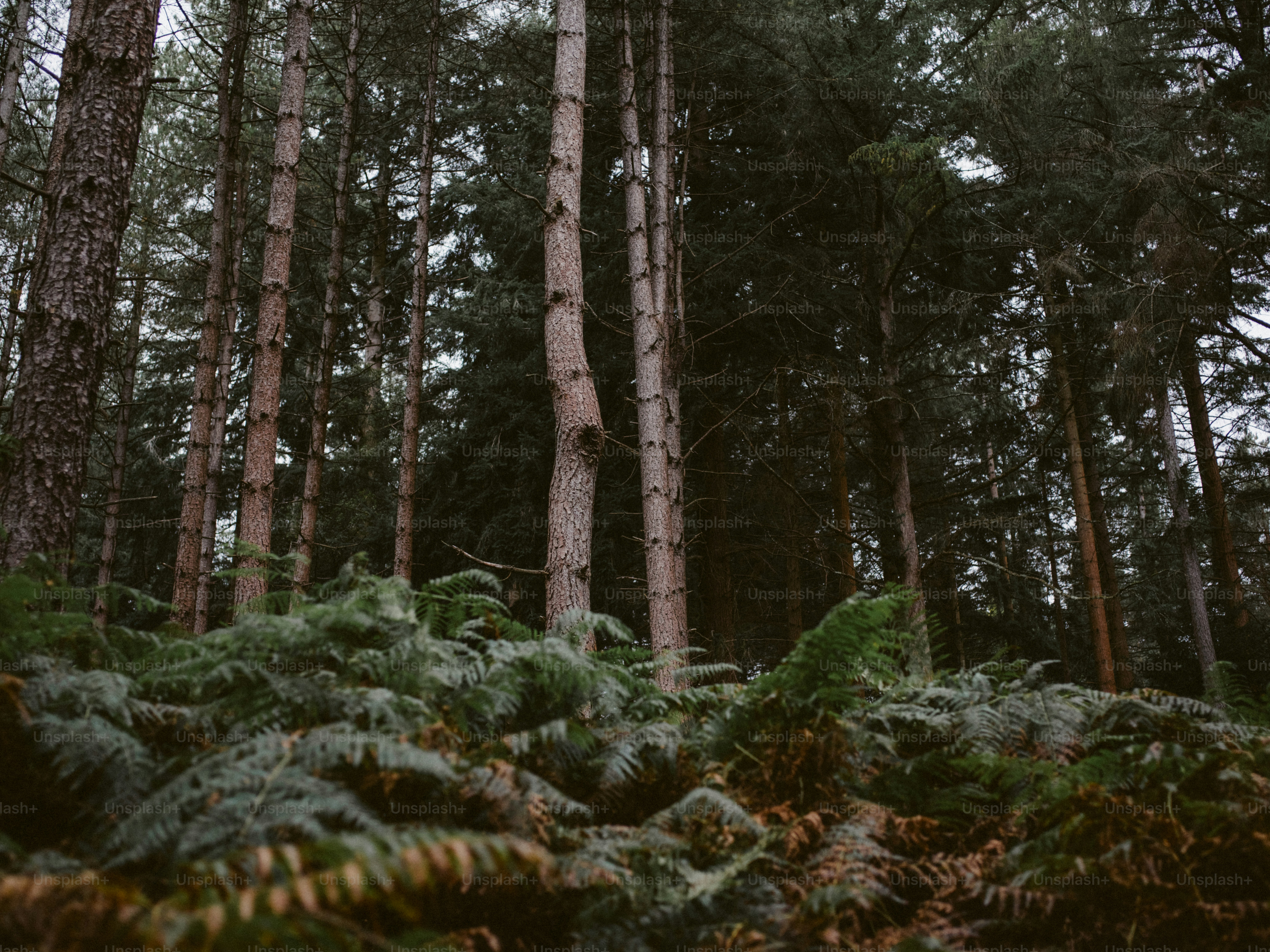 Tall pine trees and ferns in a dense forest. photo – Forest Image on ...