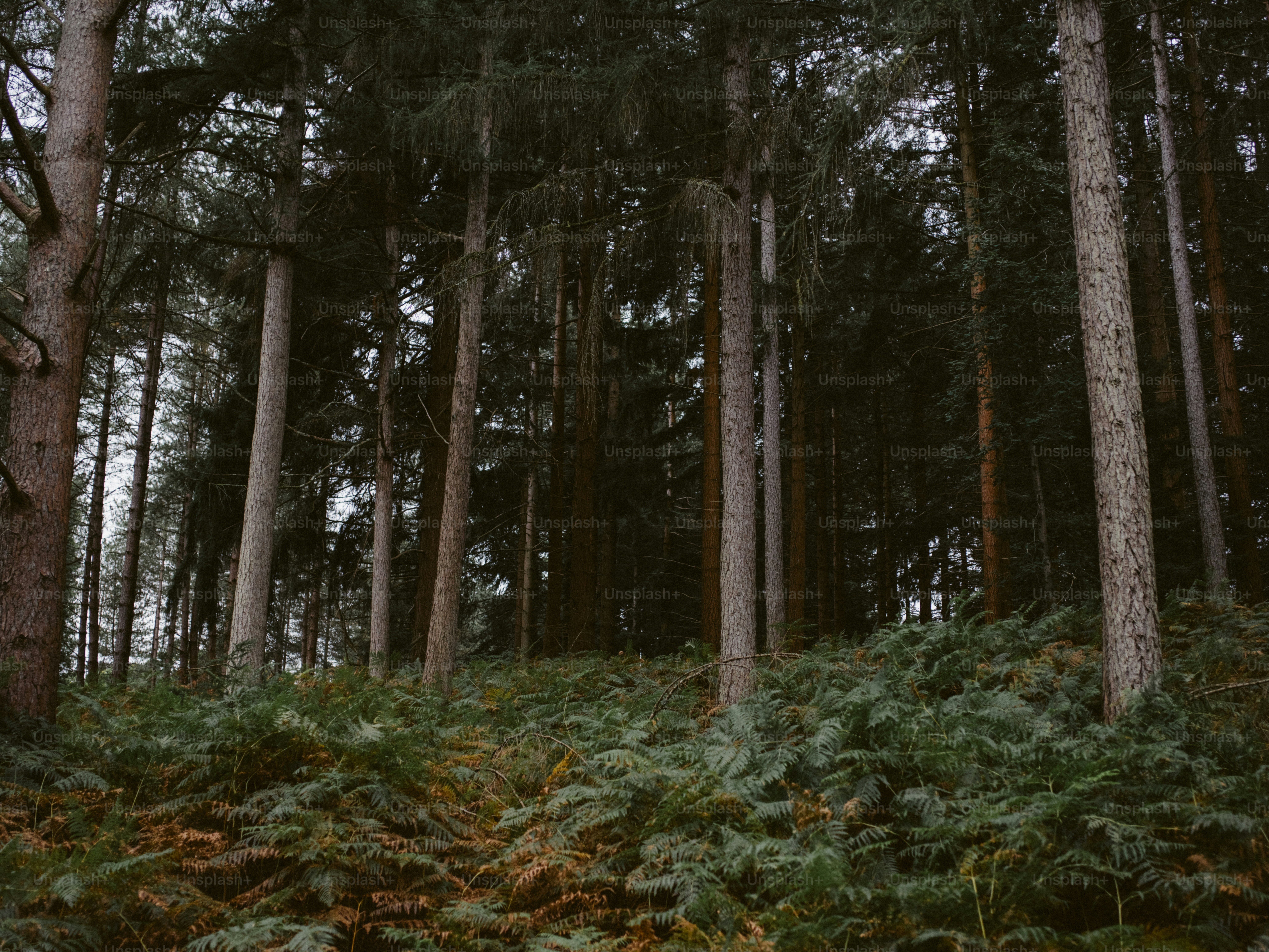 Árboles altos y helechos en un bosque denso foto – Imagen de Bosque en ...