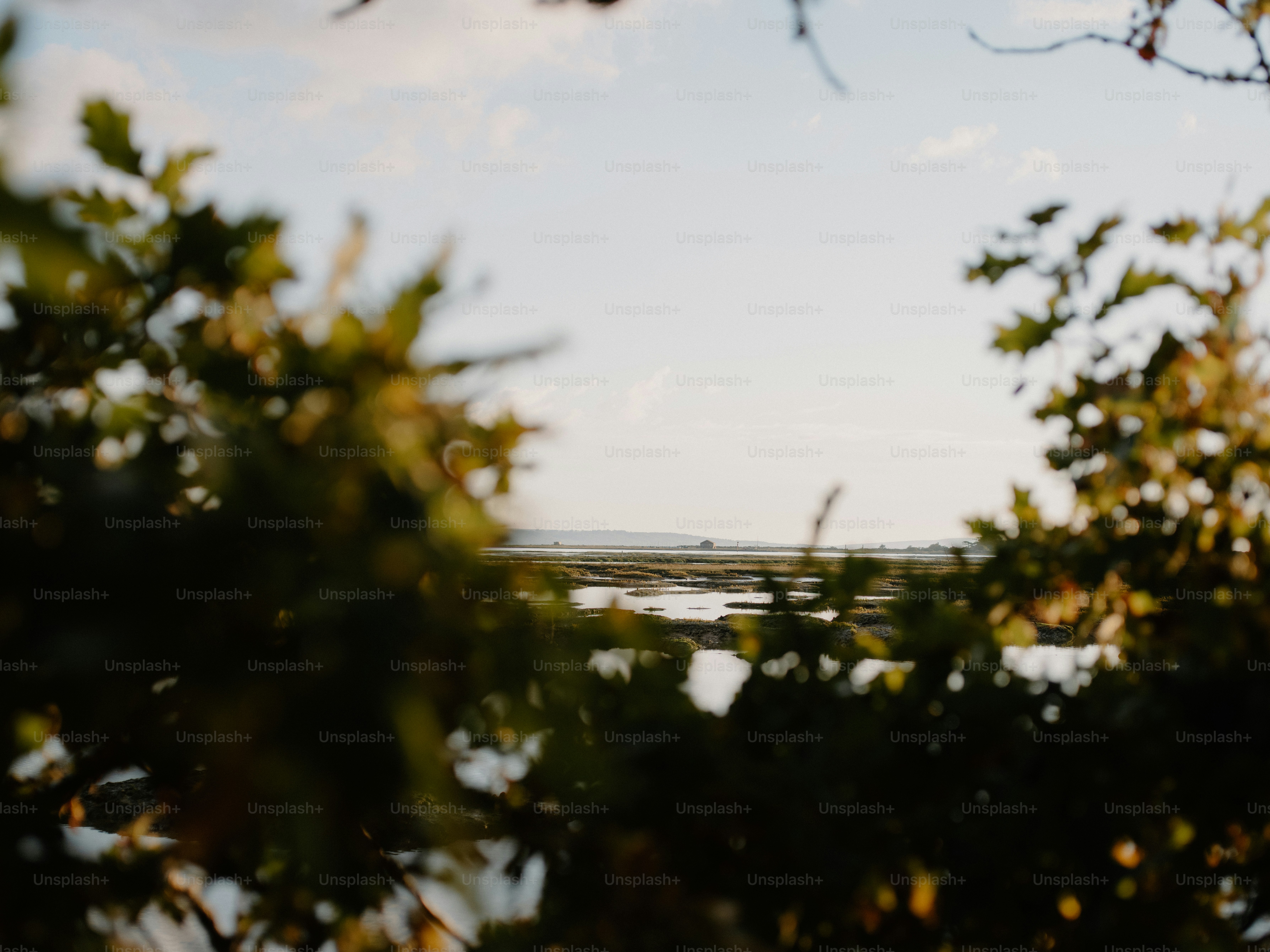 Distant landscape seen through blurred green foliage photo – Sea Image ...