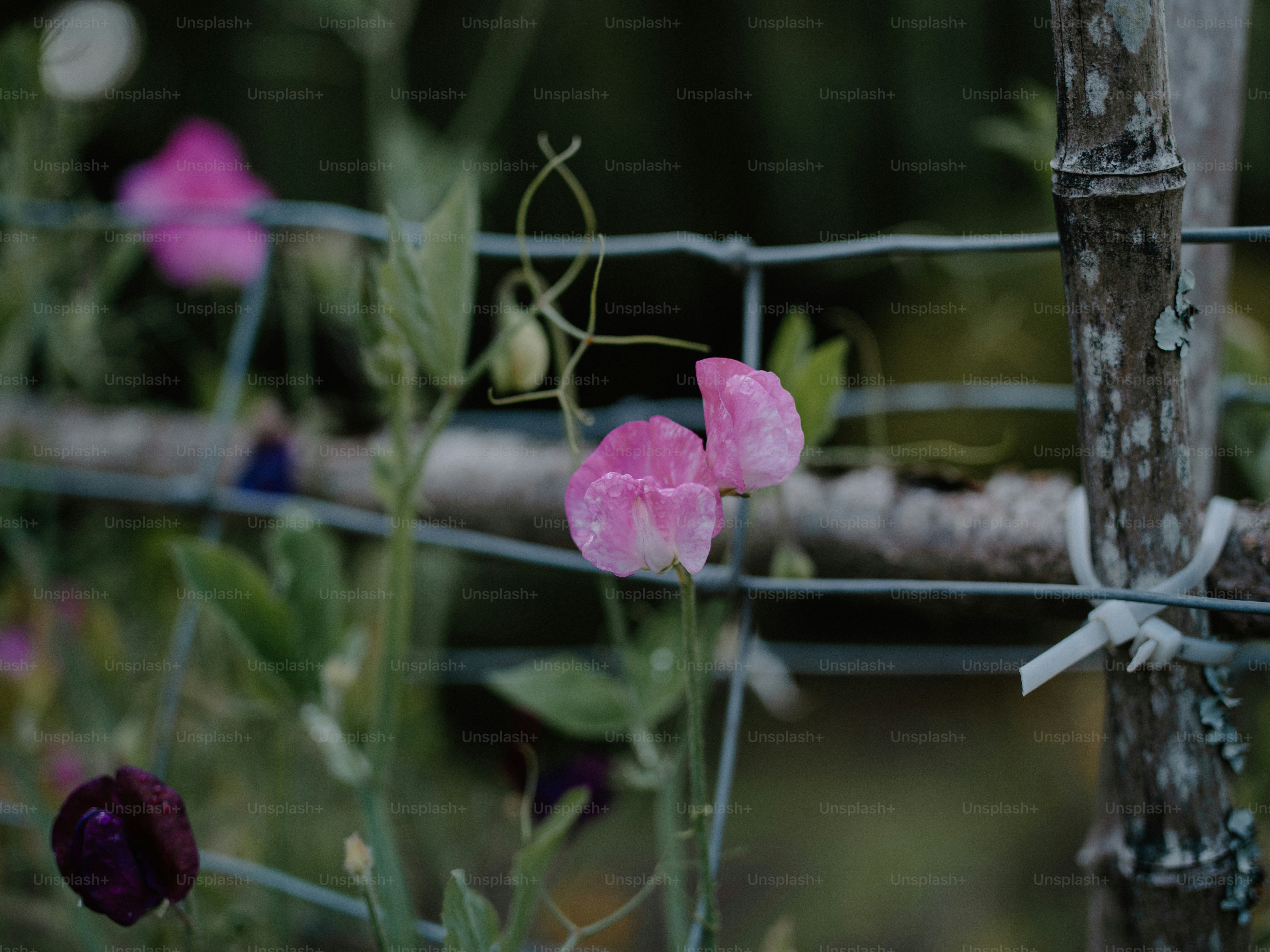 Foto Bunga kacang manis merah muda tumbuh di pagar taman. – Gambar Mata ...